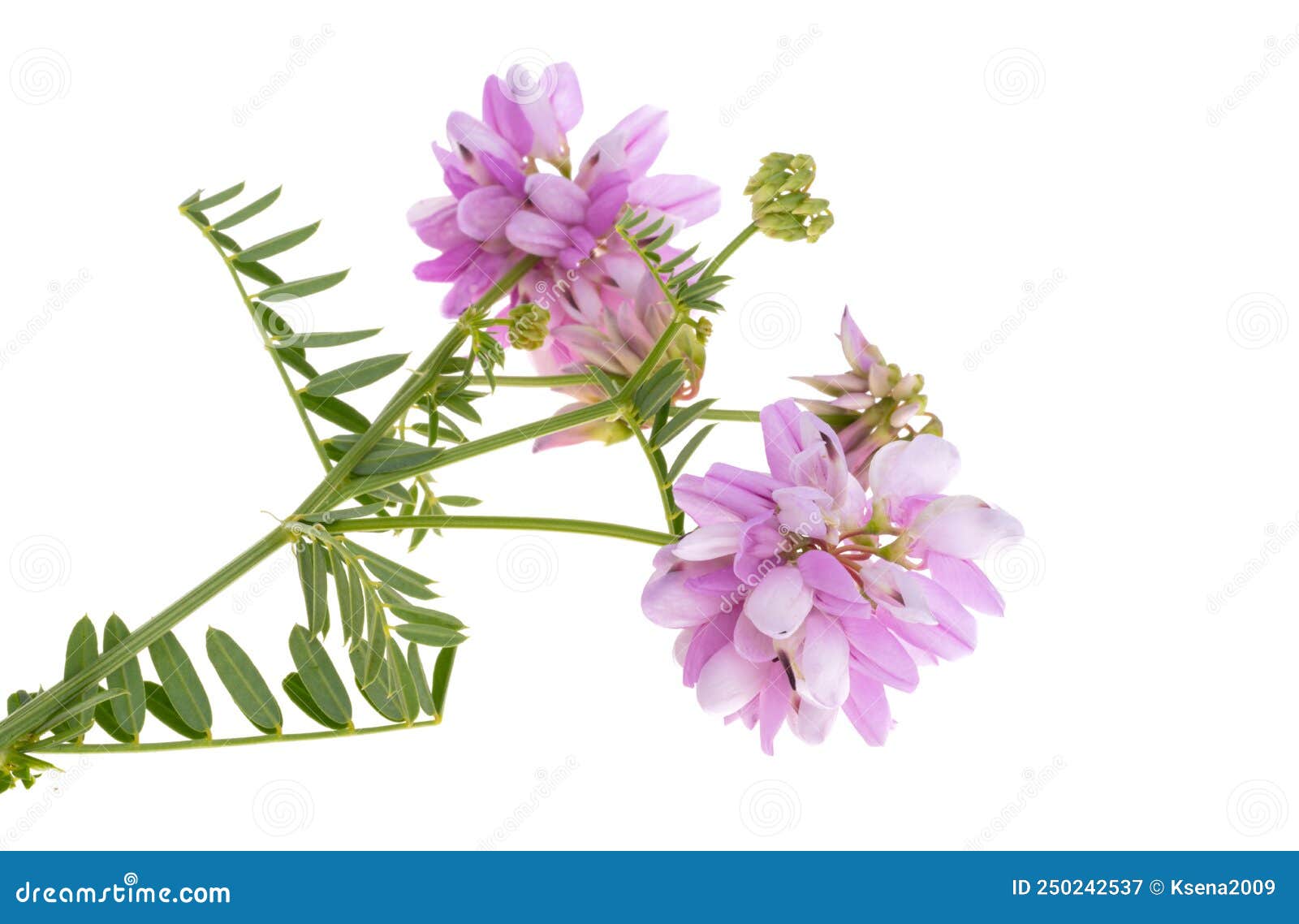 Wild flower isolated stock image. Image of lilac, green - 250242537