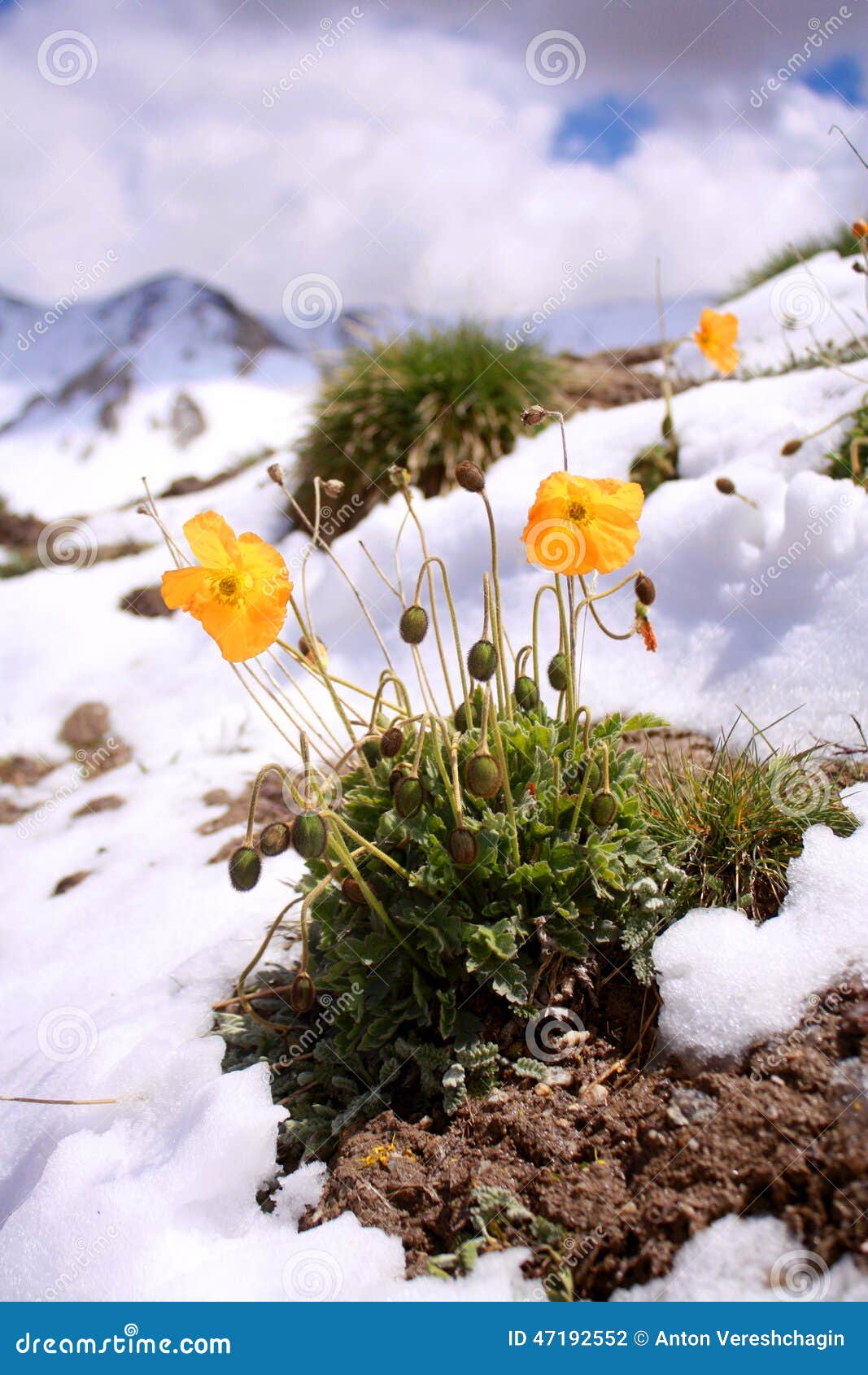 Arctic Poppy In Snow