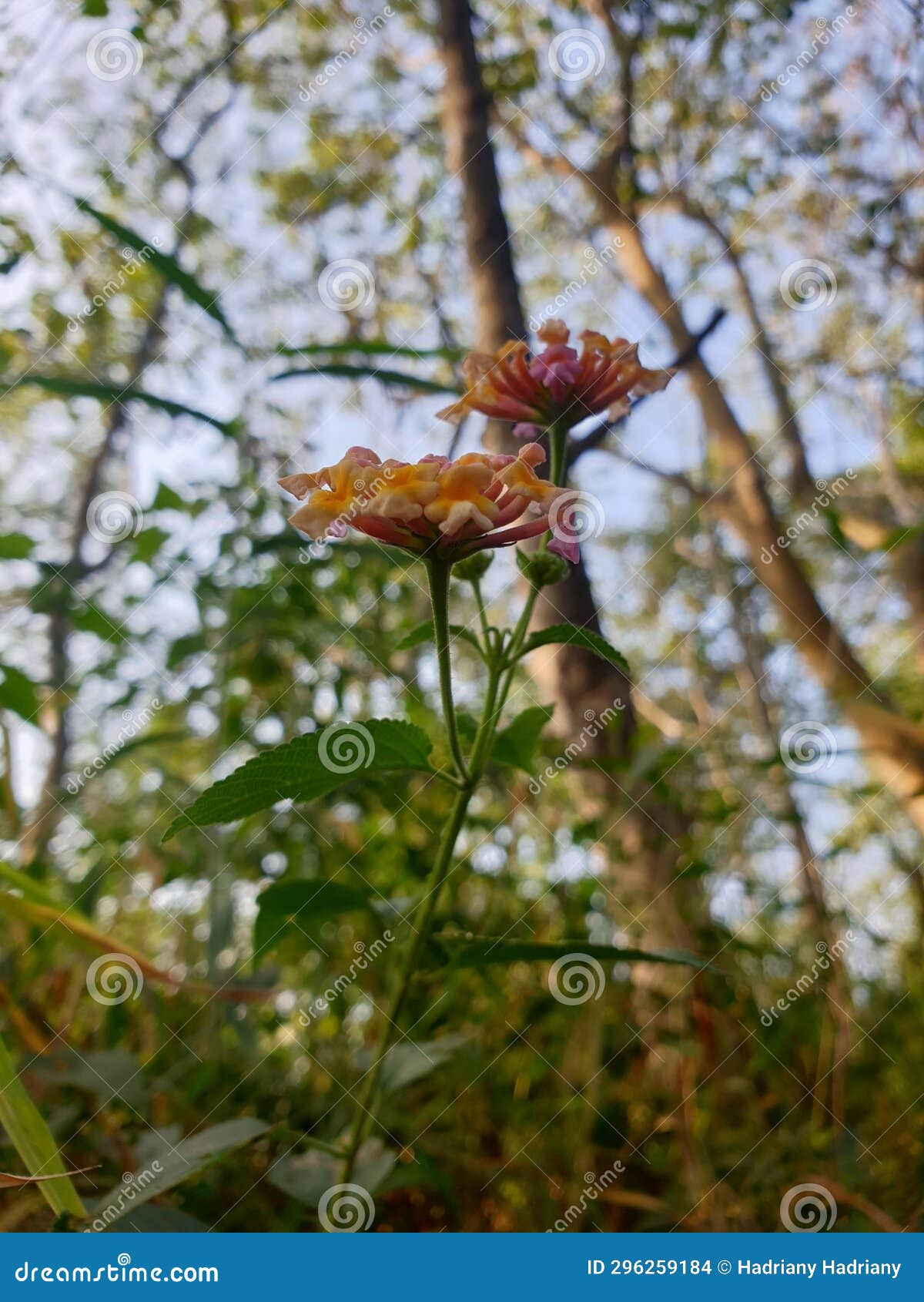 Wild Flower with Low Angle at the Forest Stock Photo - Image of wild ...