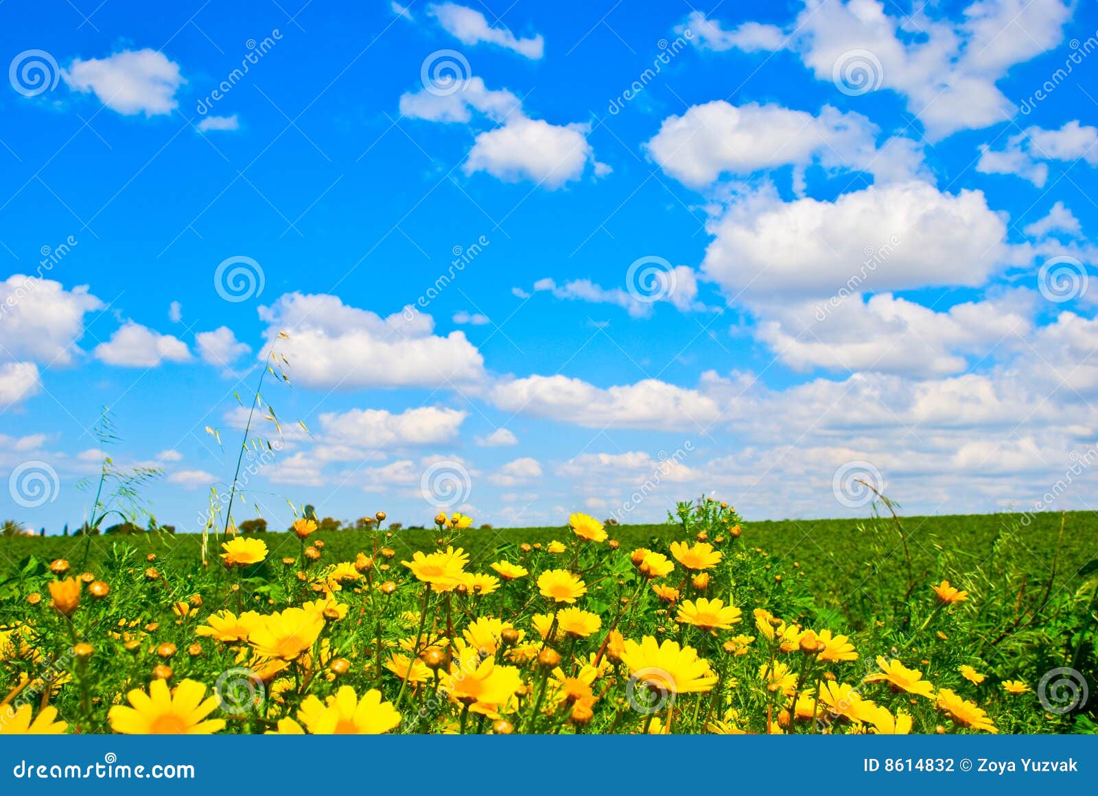Wild flower meadow stock photo. Image of beautiful, park - 8614832