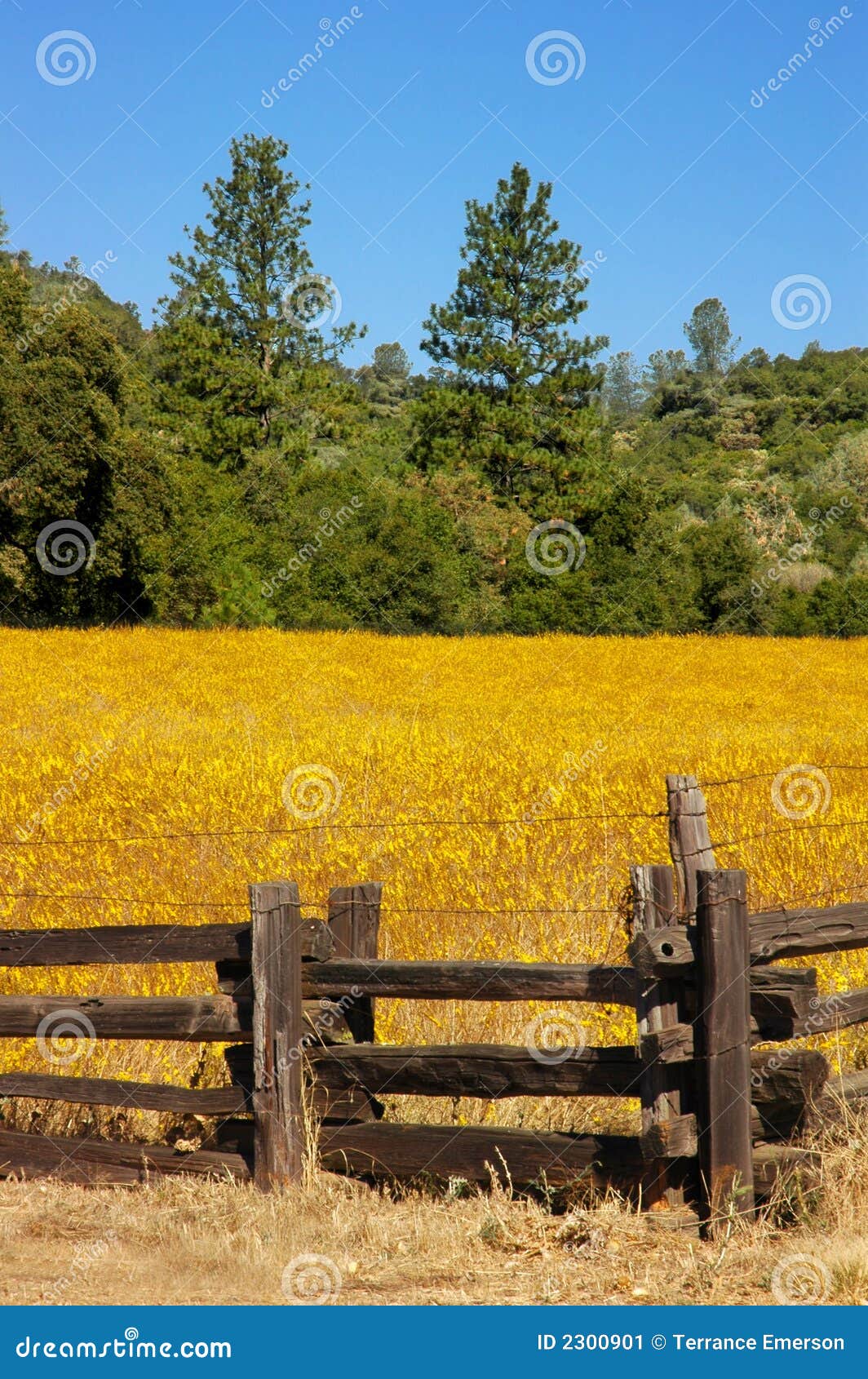 Wild Flower Meadow and Fencing Stock Image - Image of california ...