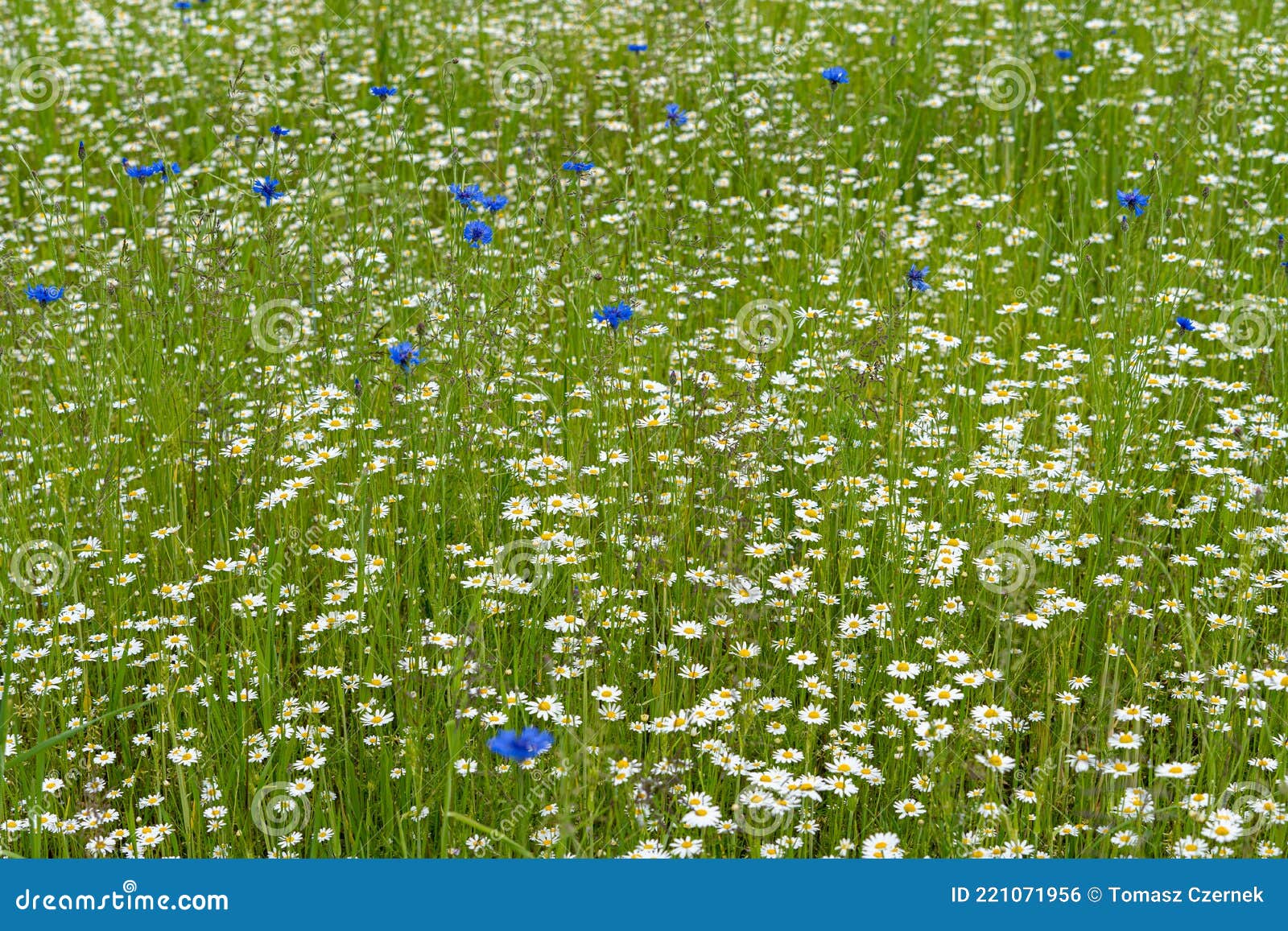Wild Flower Meadow with Grass, Full of Wild Flowers Stock Photo - Image ...