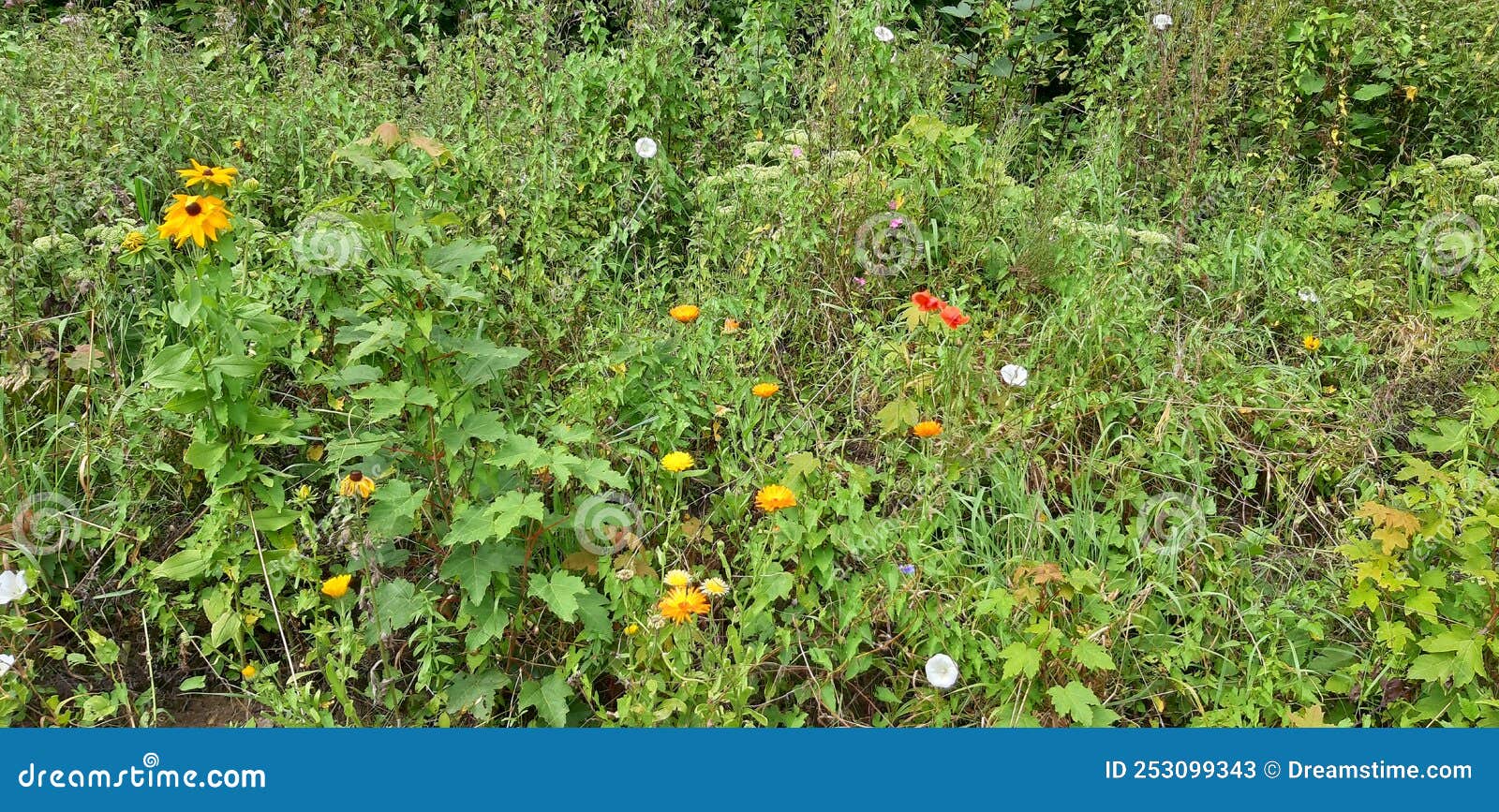 Wild flower patch stock image. Image of shrub, meadow - 253099343