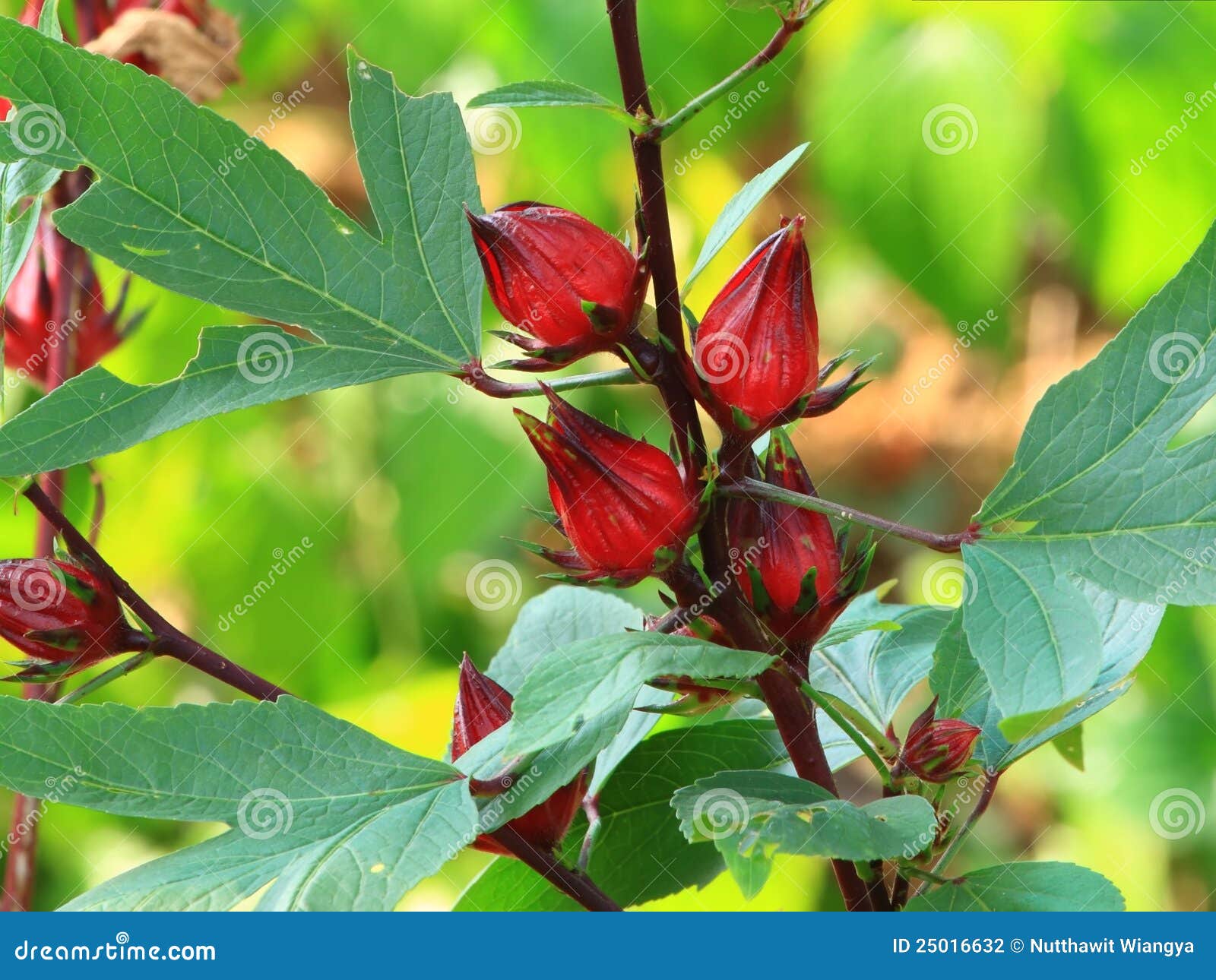 Wild flower of roselle stock photo. Image of tropical - 25016632