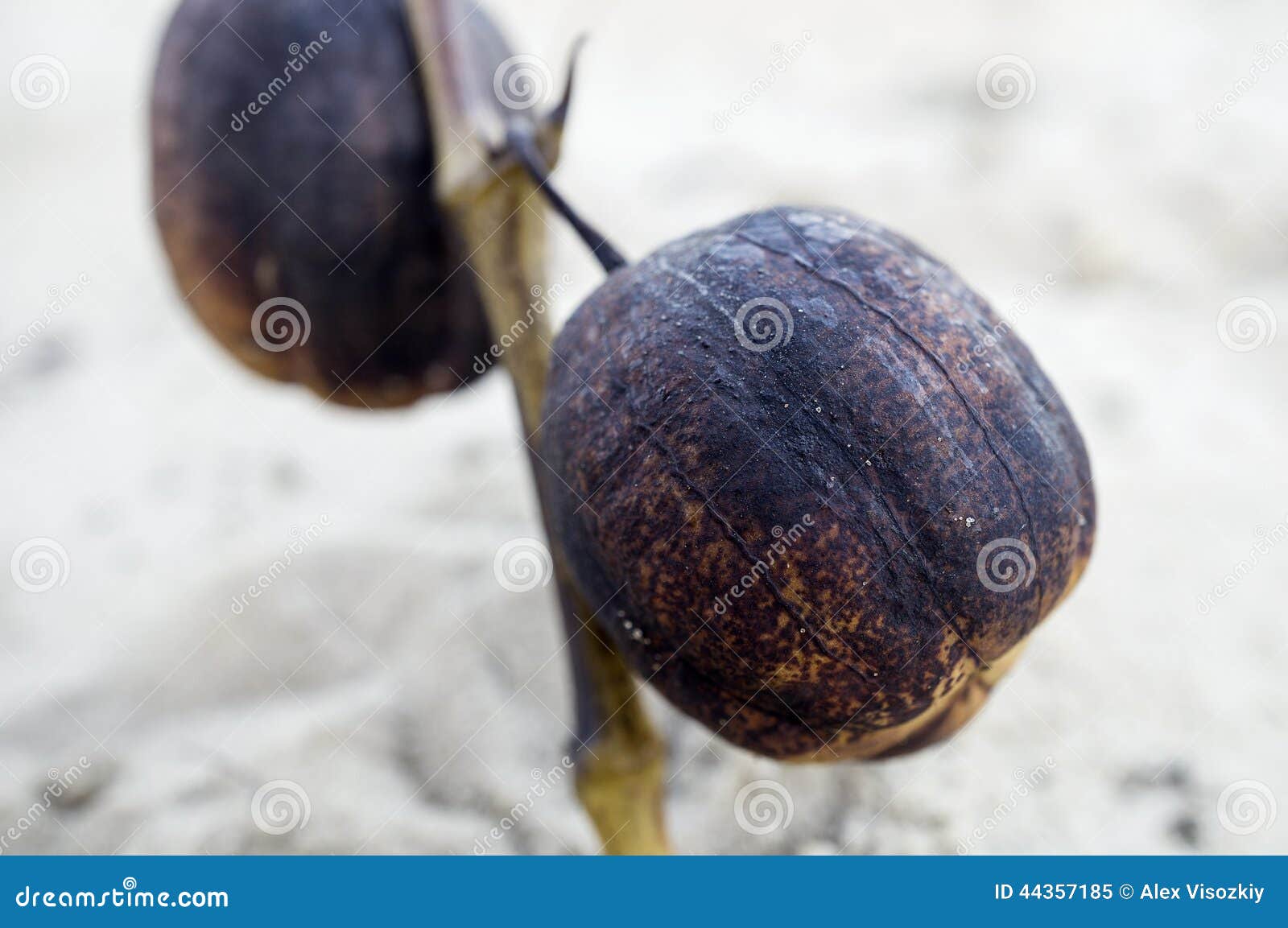 Wild flower seed pods stock image. Image of seed, flower - 44357185