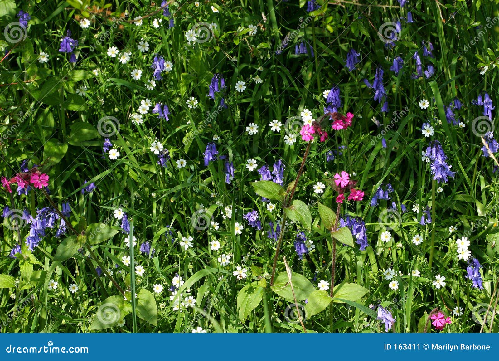 Bluebells Red Campion Stock Photos - Free & Royalty-Free Stock Photos ...