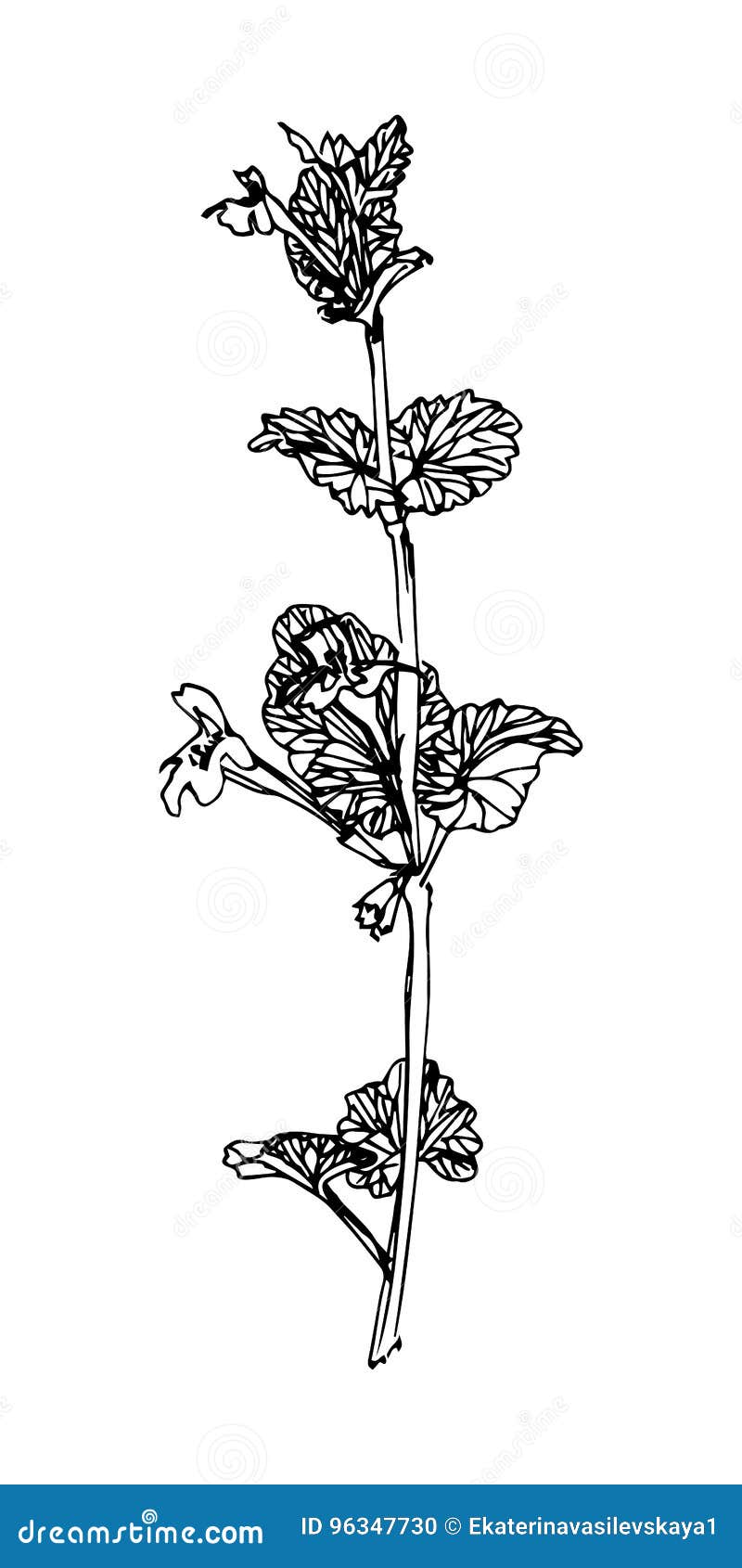 Wild Flower. Sketch Style. Vector Hand Drawn Weed. Stock Vector ...