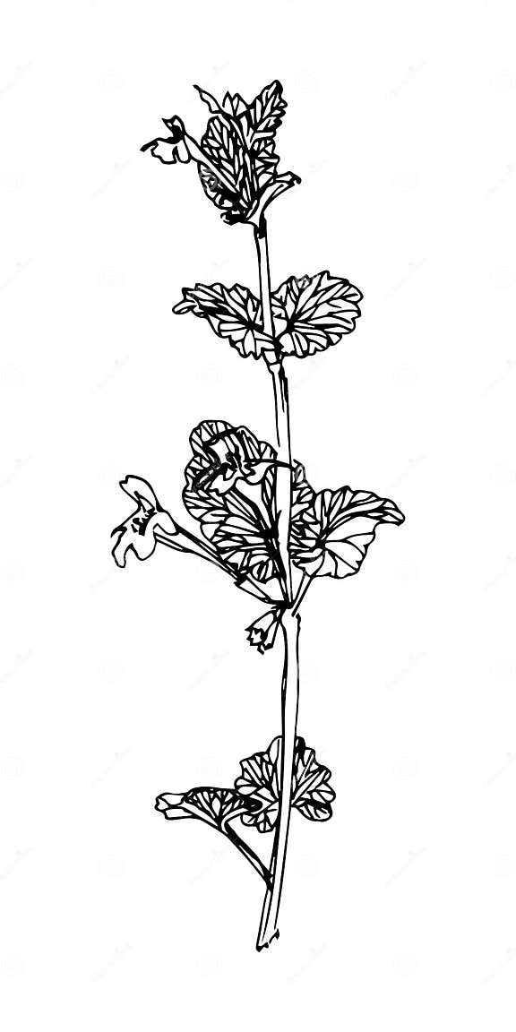 Wild Flower. Sketch Style. Vector Hand Drawn Weed. Stock Vector ...