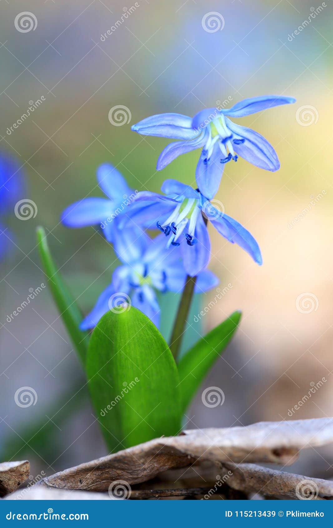 Scilla bifolia flower stock image. Image of perennial - 115213439