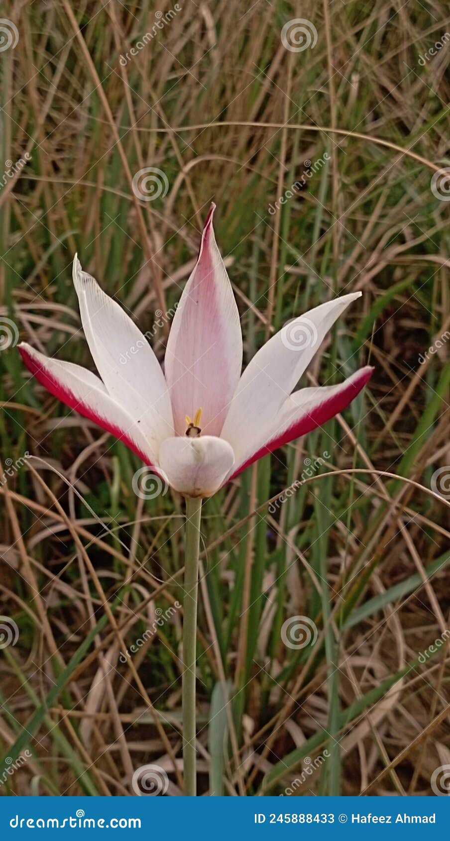 Wild Flower in Spring @ Pakistan Stock Image - Image of pakistan ...