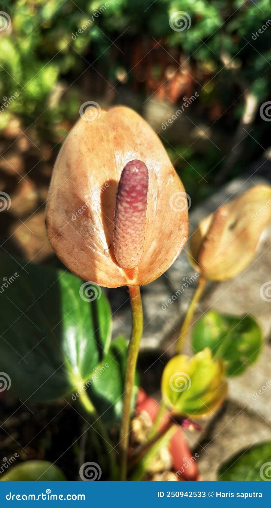 Wild Flower Stalks are Blooming among the Green Trees Stock Image ...