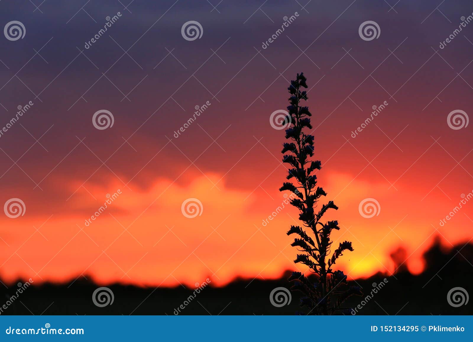 Wild Flower on Sunset Background Stock Image - Image of sunrise ...