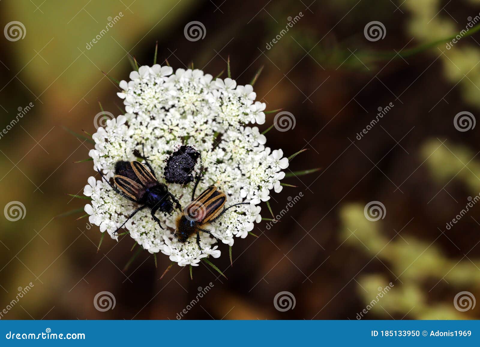 Wild Flower Torilis on Dark Stock Photo - Image of floral, design ...