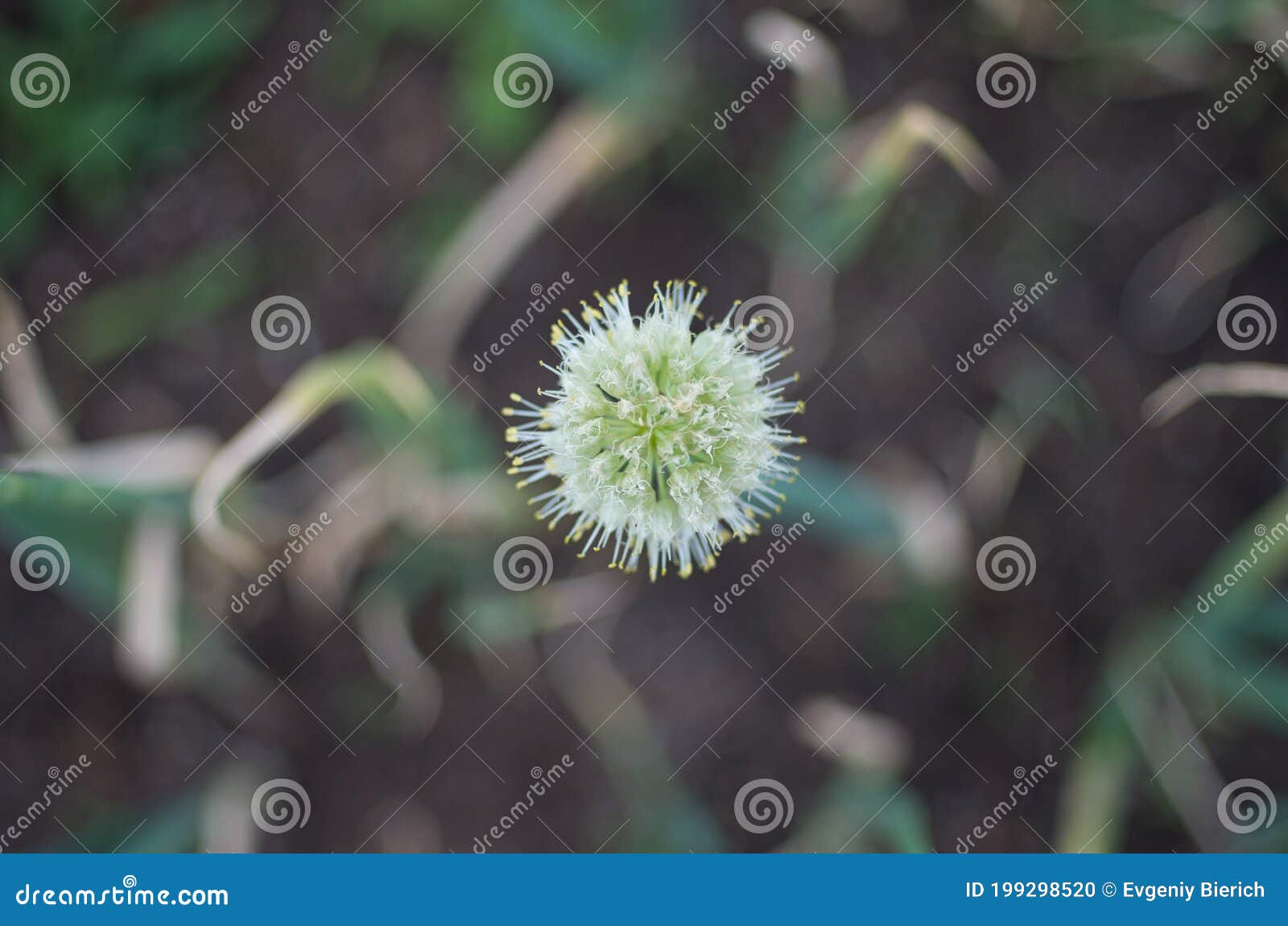 The wild Flower stock photo. Image of beauty, blooming - 199298520