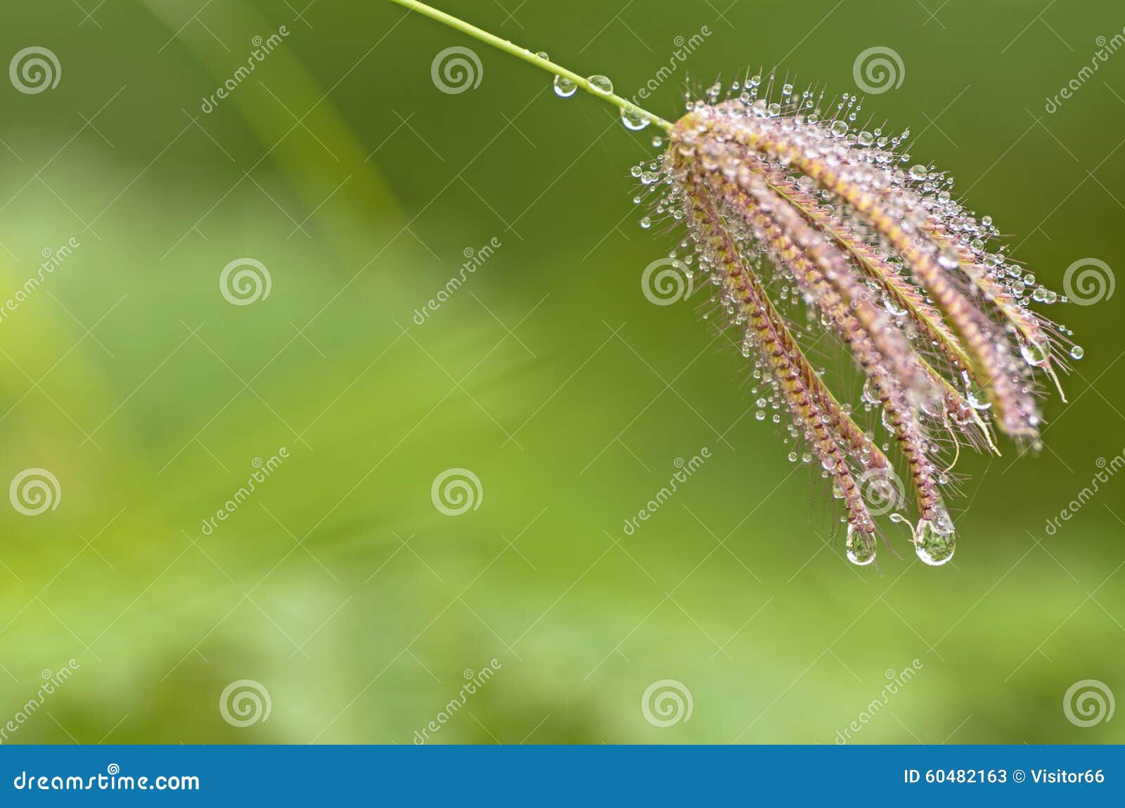 Wild flower stock image. Image of sunrise, flora, botany - 60482163