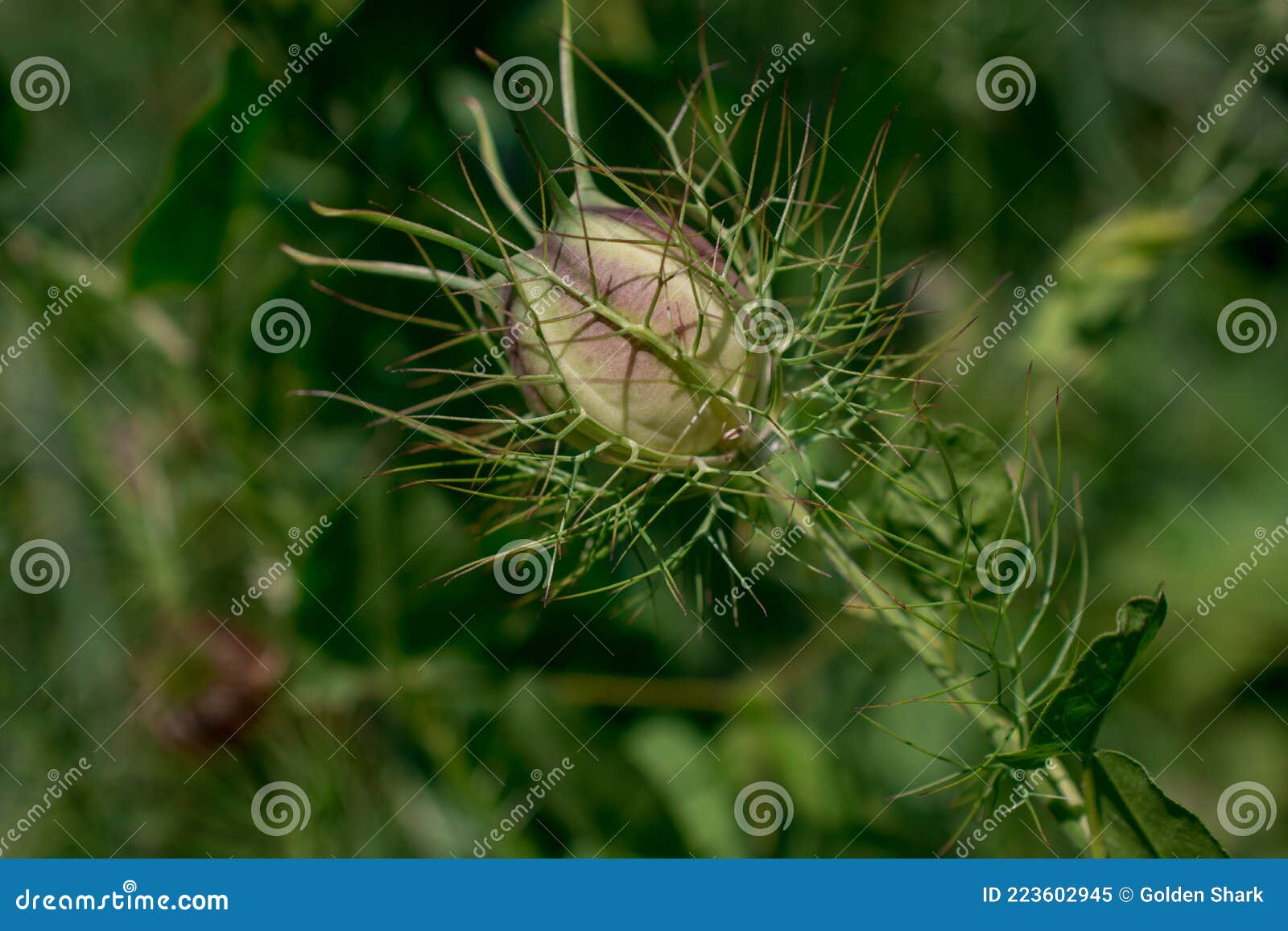 Wild Flower or Weed with Spikes Stock Image - Image of poppies, field ...