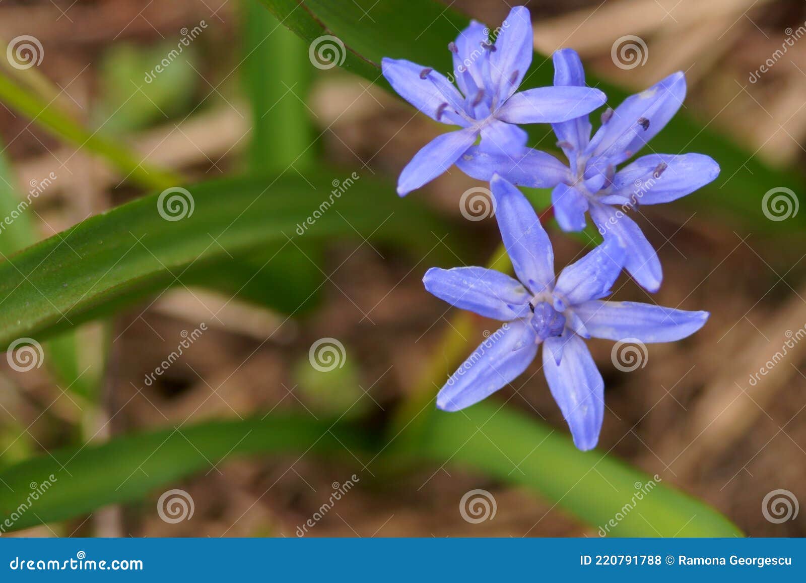 Wild Flower - Wo-leafed Squill; Scilla Bifolia Stock Photo - Image of ...