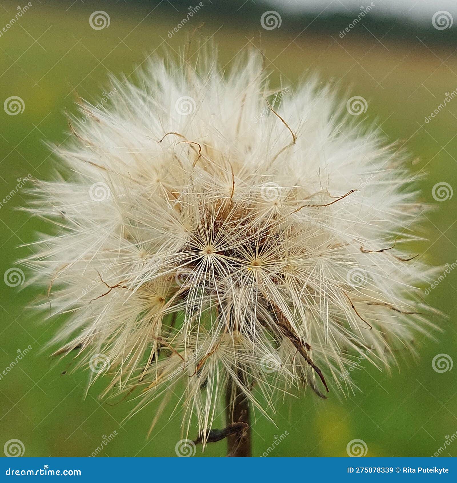 Plant with pappus stock image. Image of flowering, soft - 275078339