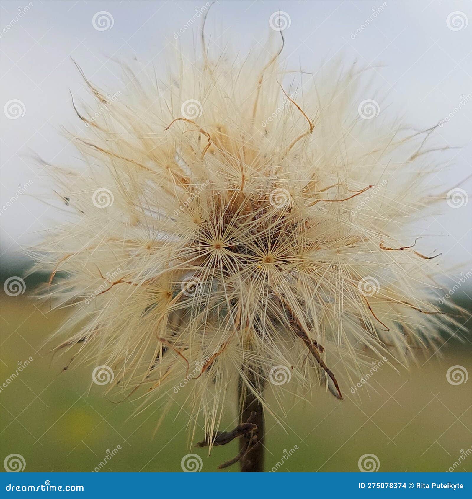 Plant with pappus stock photo. Image of plant, flowering - 275078374