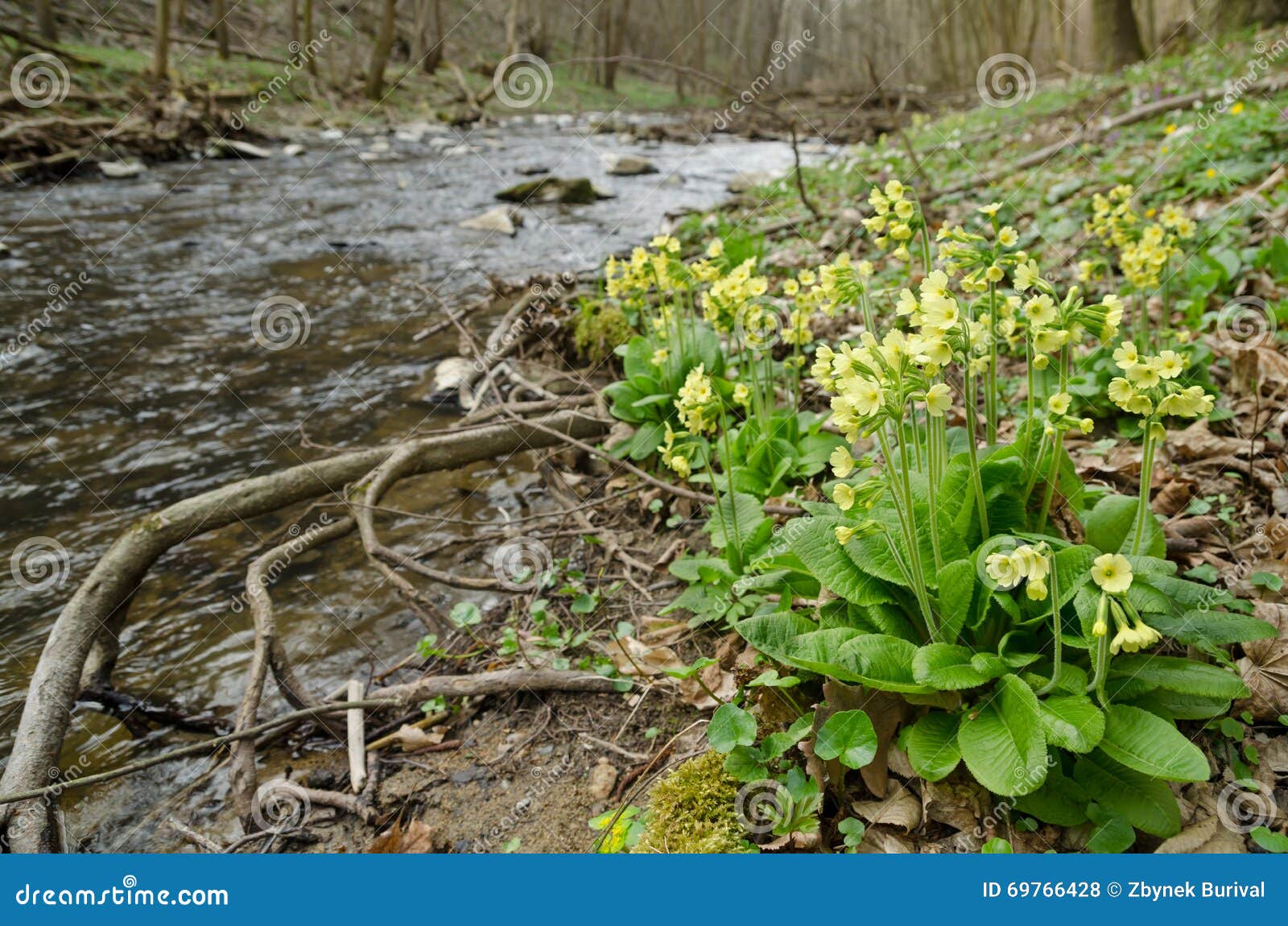 Wild Flowering Primrose in the Forest Stock Photo - Image of wild, herb ...