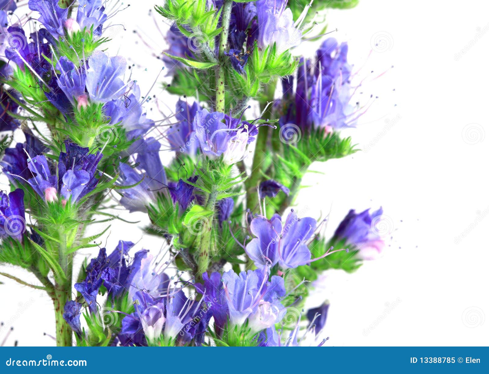 Wild flowers stock image. Image of nature, season, leaf - 13388785