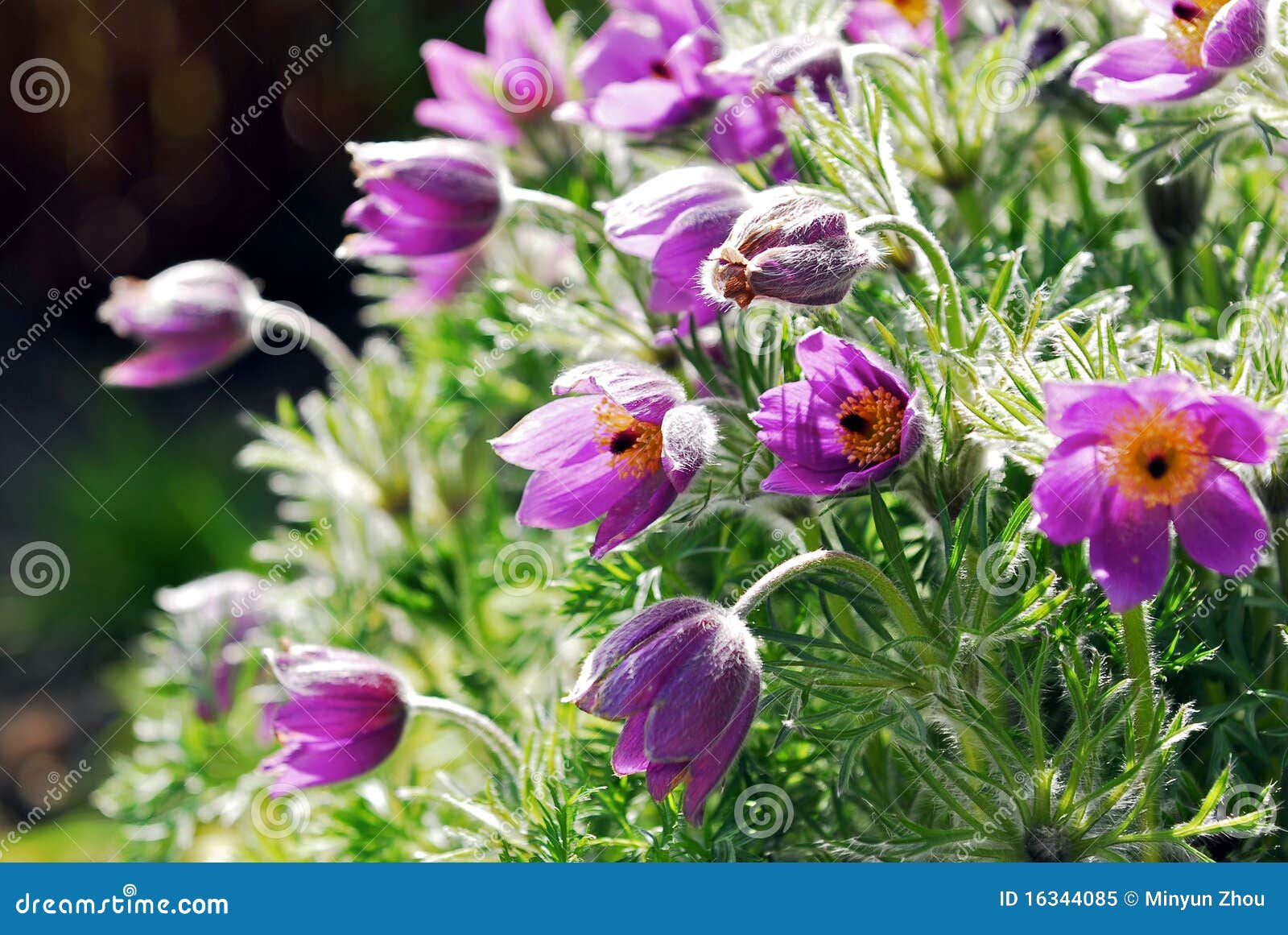 Wild Flowers stock image. Image of background, narcissus - 16344085