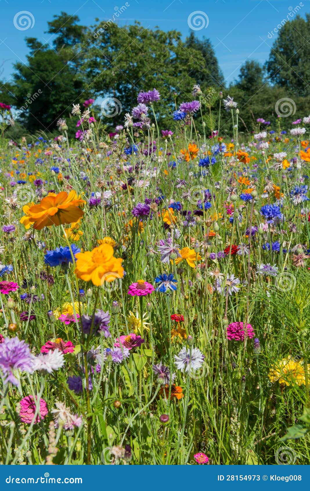 Wild Flowers stock image. Image of conservation, nature - 28154973