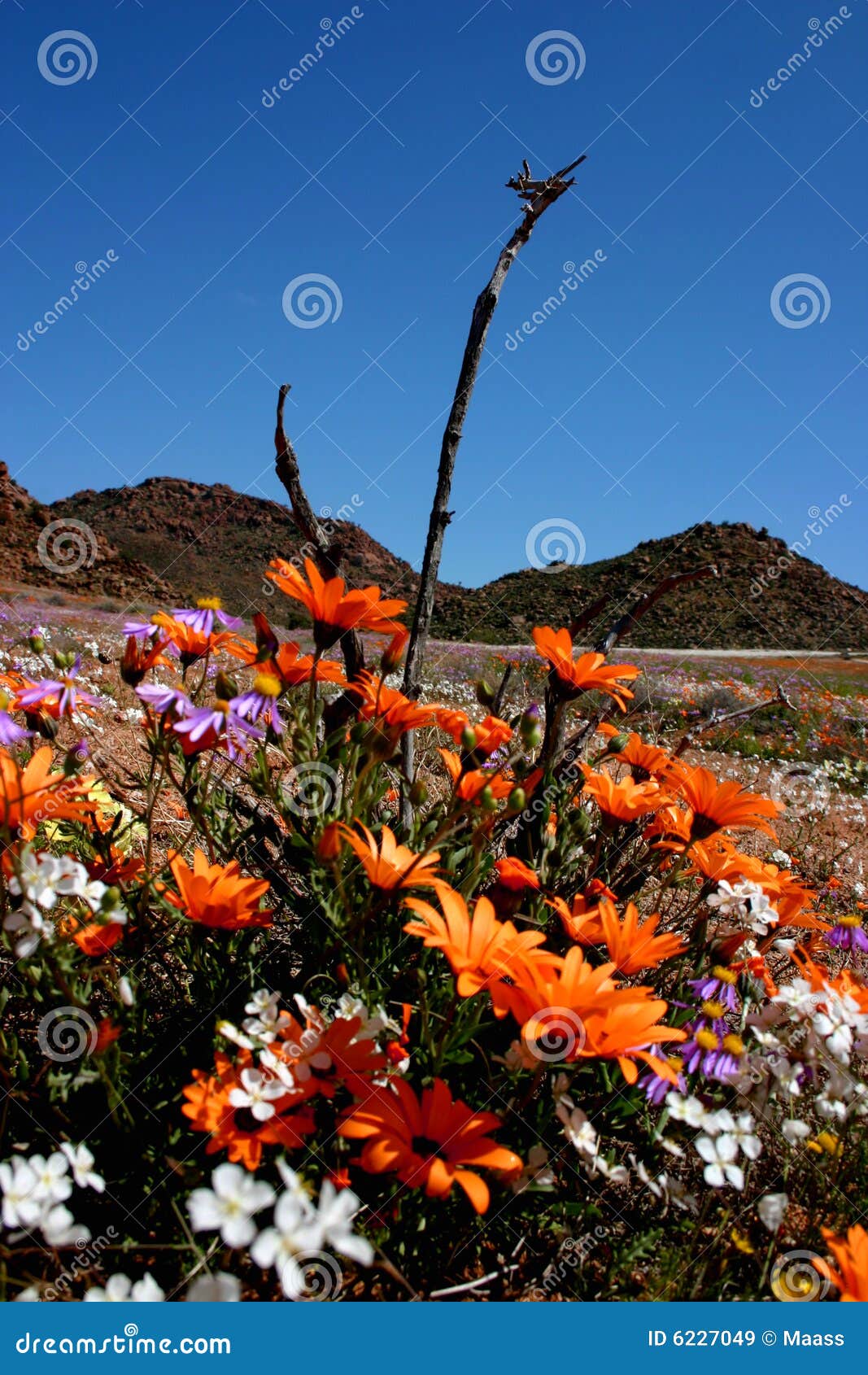 Wild flowers stock image. Image of flower, field, clear - 6227049