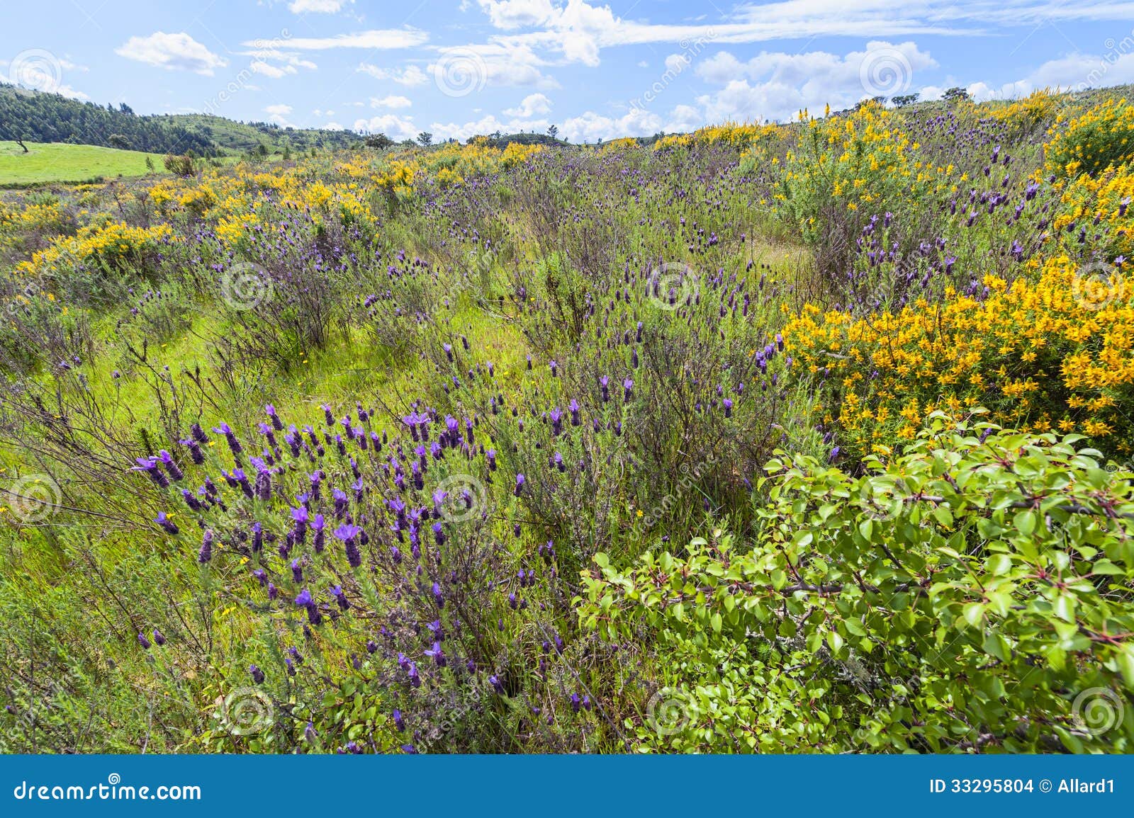 Wild Flowers in Algarve Portugal Stock Photo - Image of beauty, cloud ...