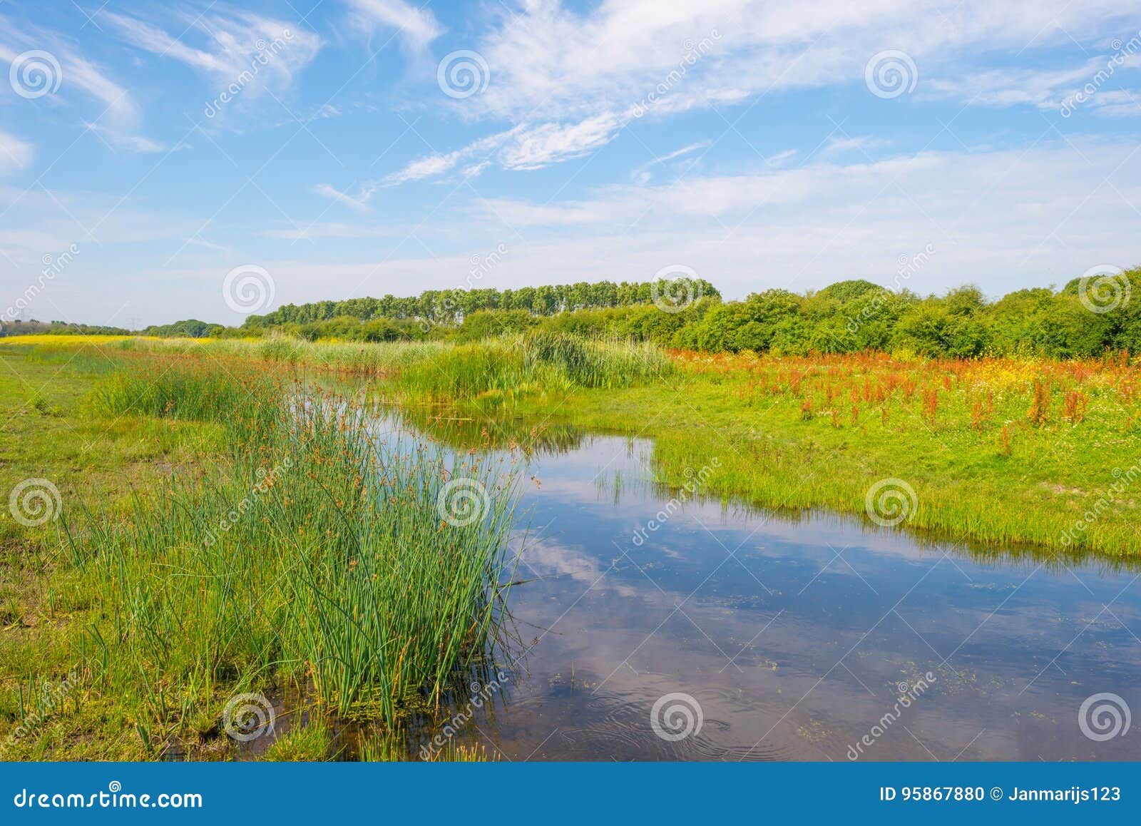 Wild Flowers Along a Lake in Summer Stock Photo - Image of plant, path ...