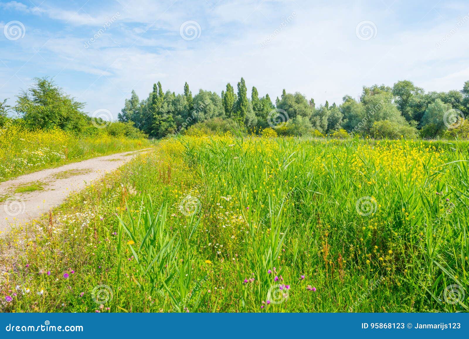 Wild Flowers Along a Lake in Summer Stock Image - Image of countryside ...