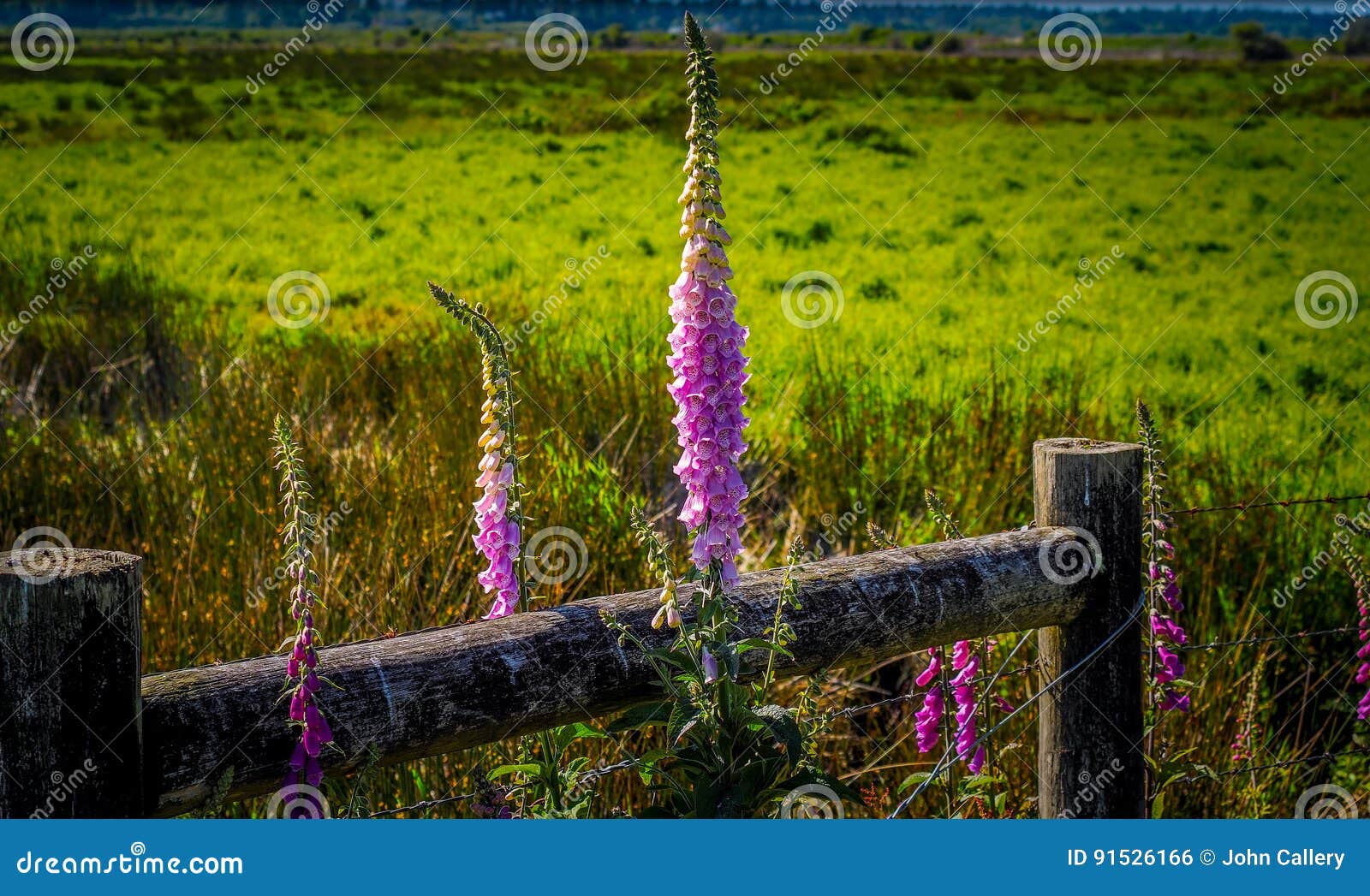 Wild Flowers Along the Road Stock Photo - Image of valley, spring: 91526166