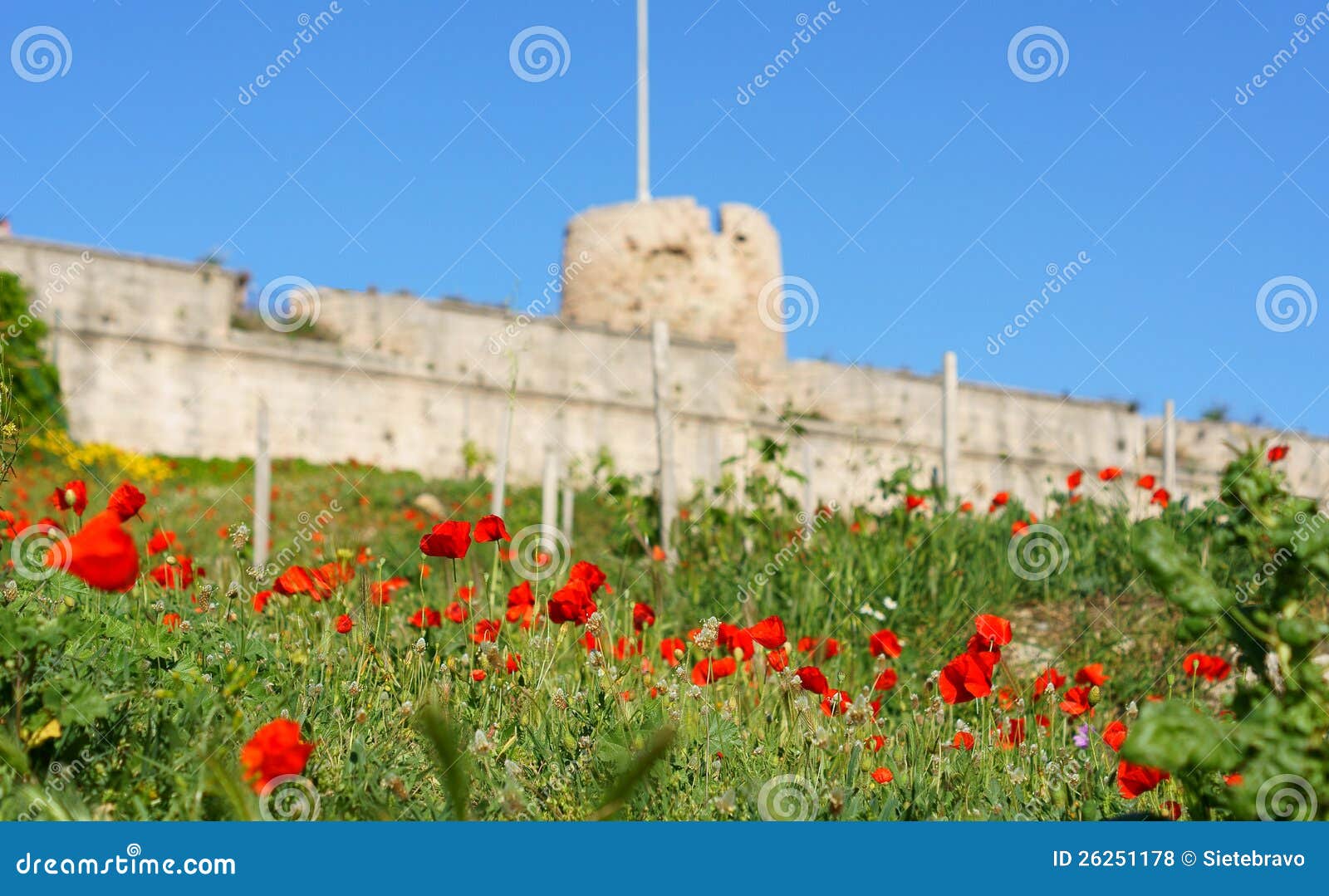 Wild Flowers Below Saint Nicholas Castle Stock Photo - Image of flowers ...