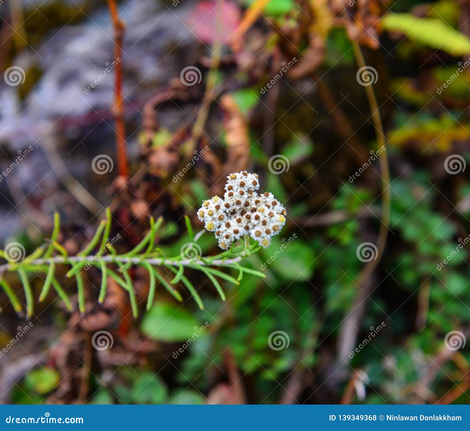 Wild Flowers Blooming at Deep Forest Stock Photo - Image of bloom ...
