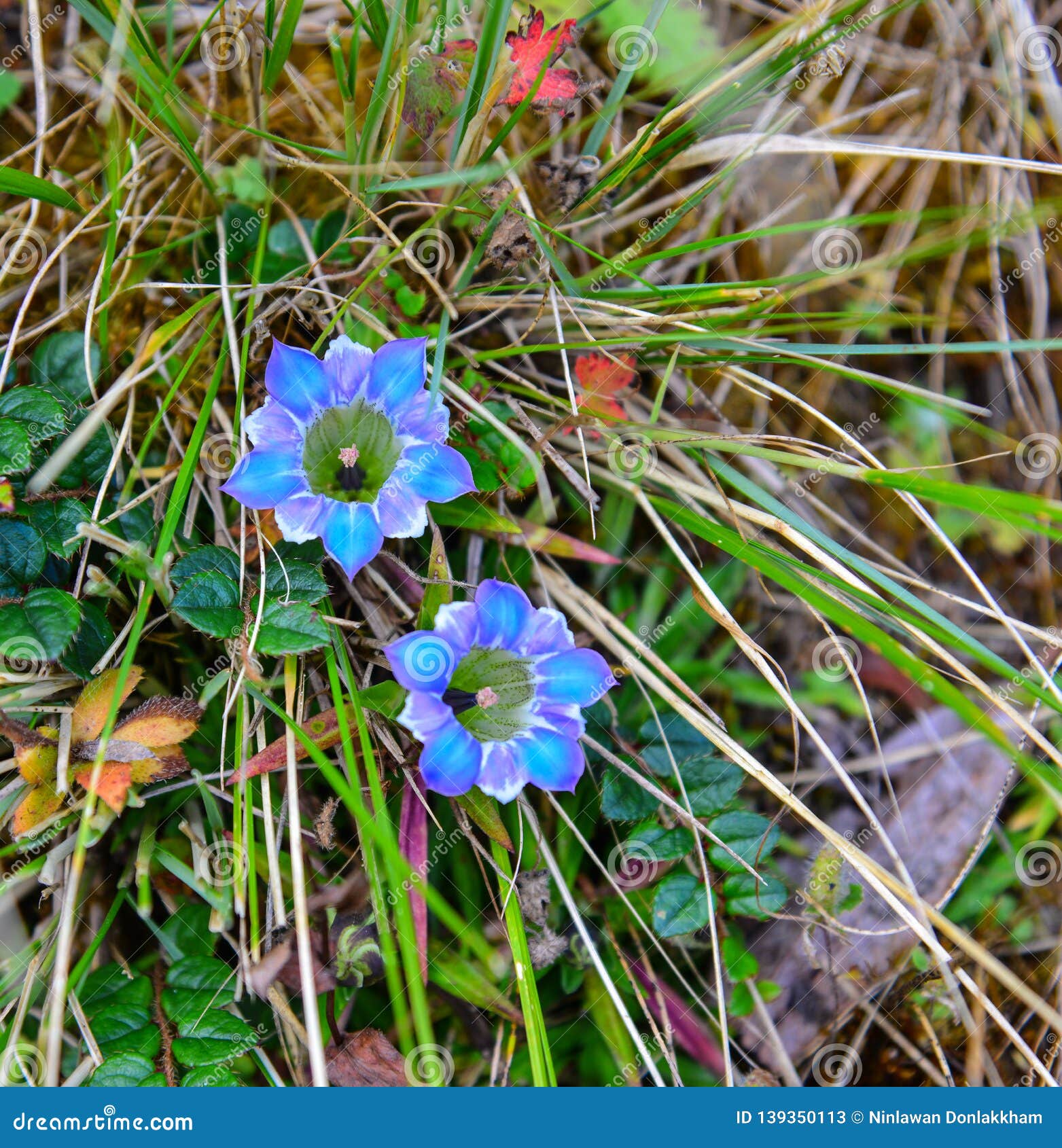 Wild Flowers Blooming at Deep Forest Stock Image - Image of natural ...