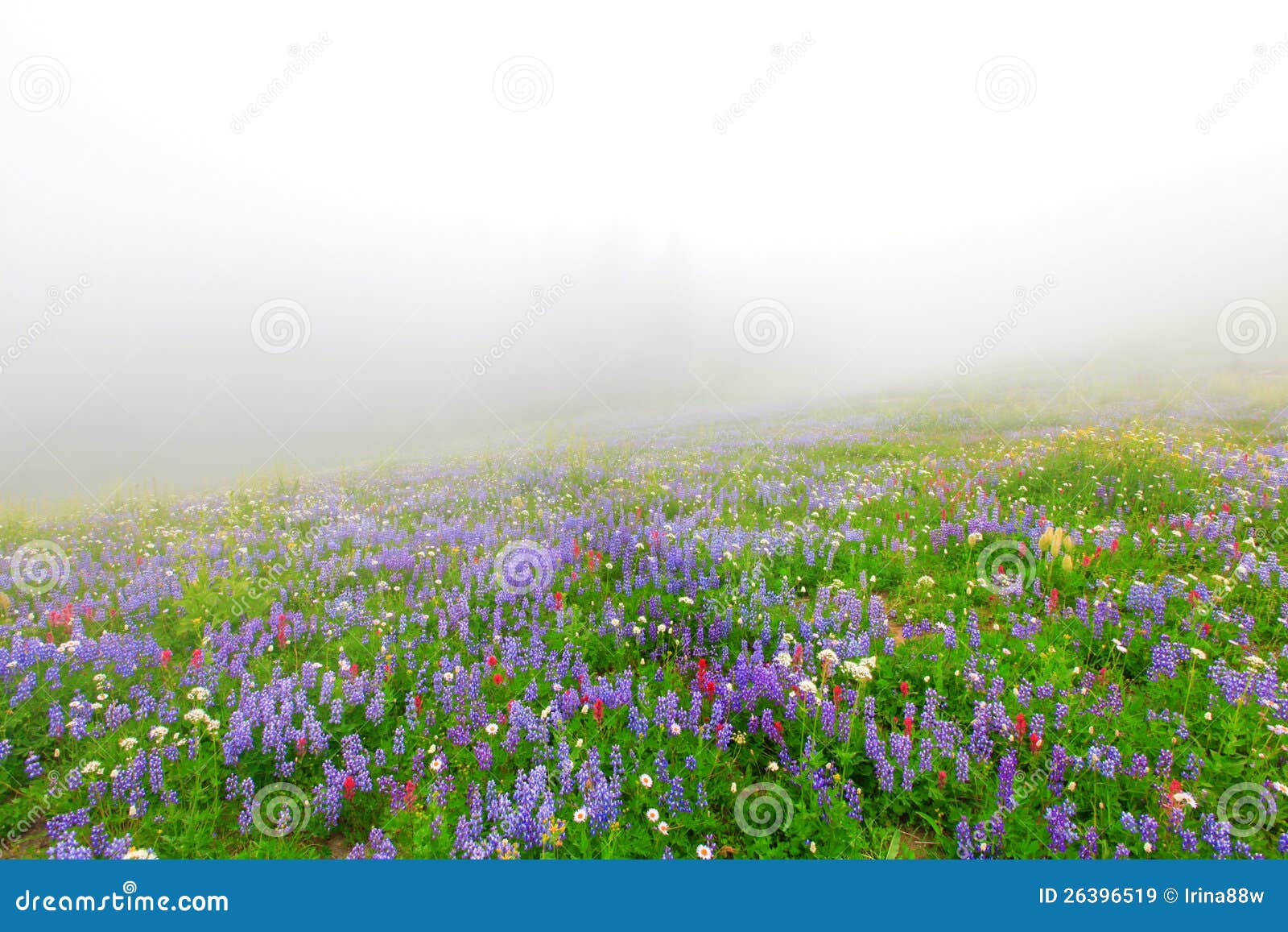 Wild Flowers Blooming in the Fog Stock Image - Image of pine, west ...