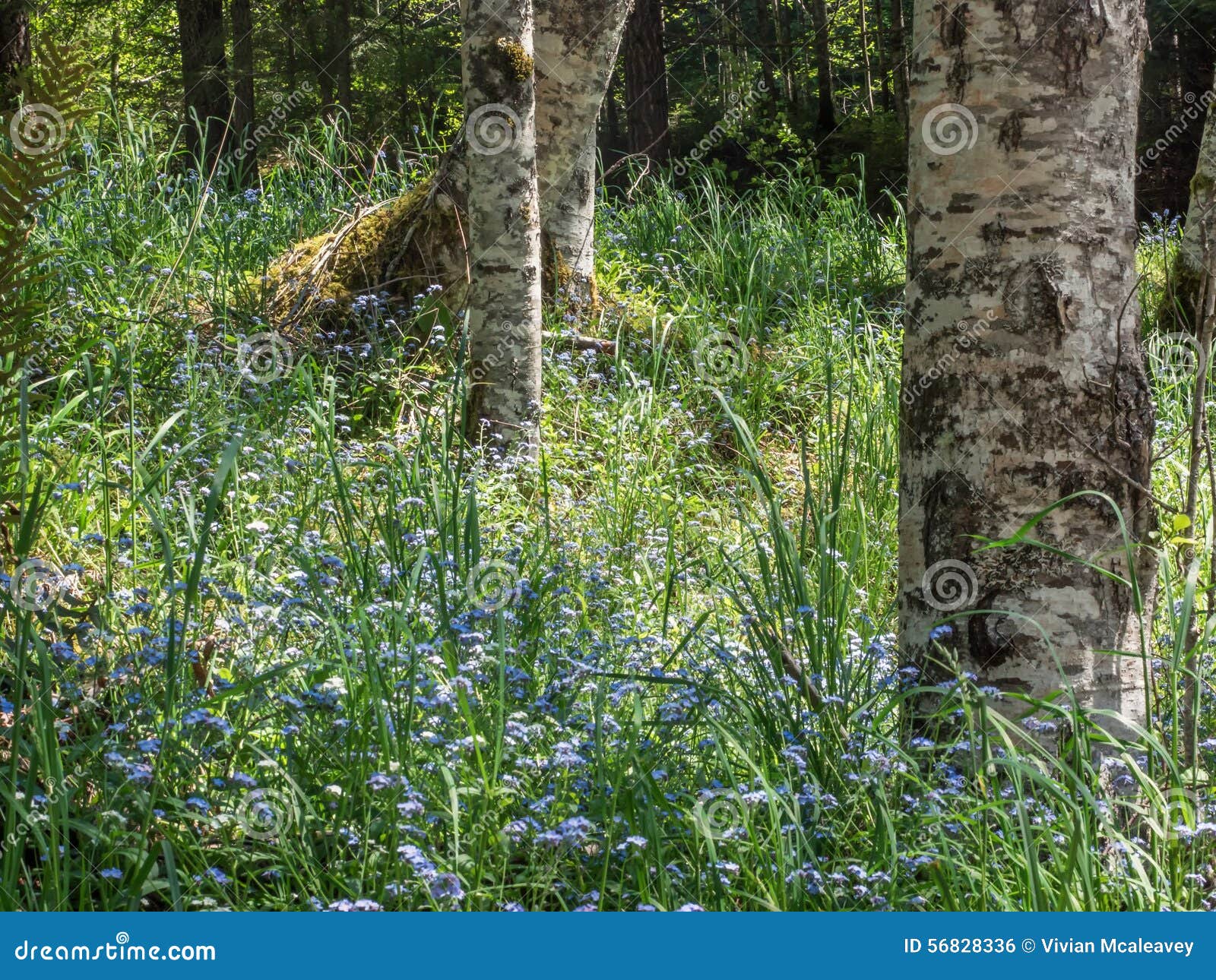 Wild Flowers Blooming in the Forest Stock Photo - Image of shrubland ...