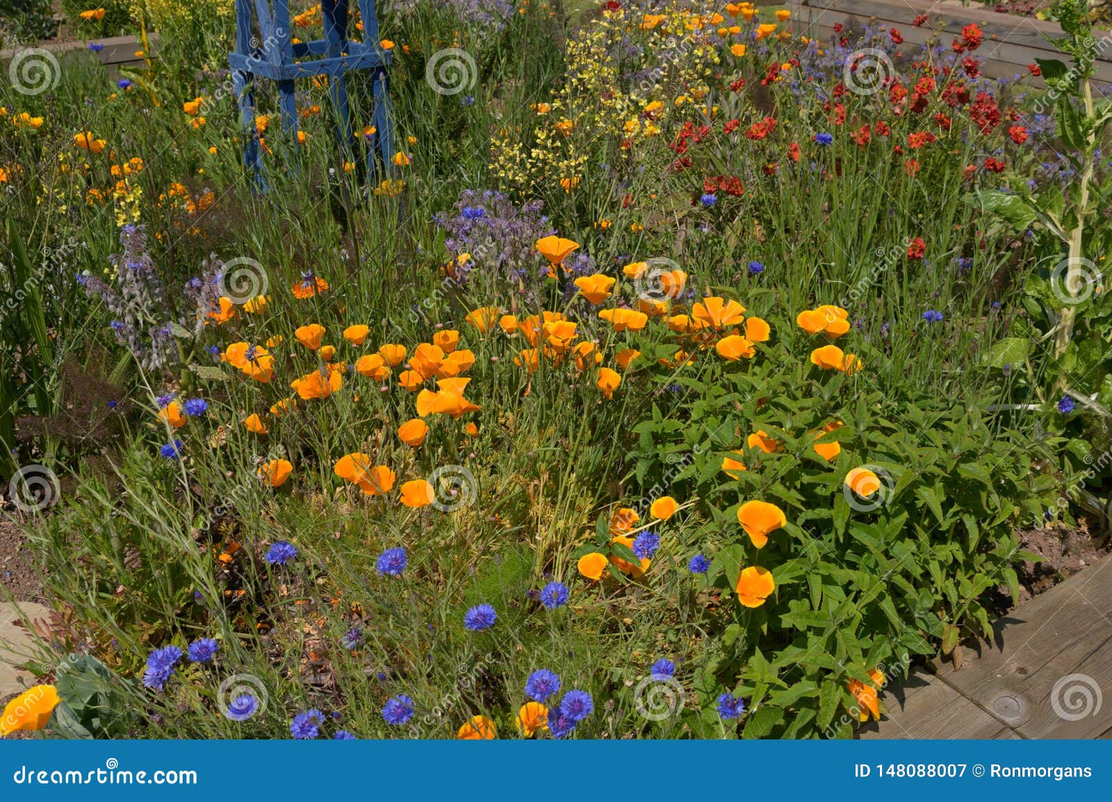 Wild Flowers Blooming in Spring Stock Image - Image of cultivation ...