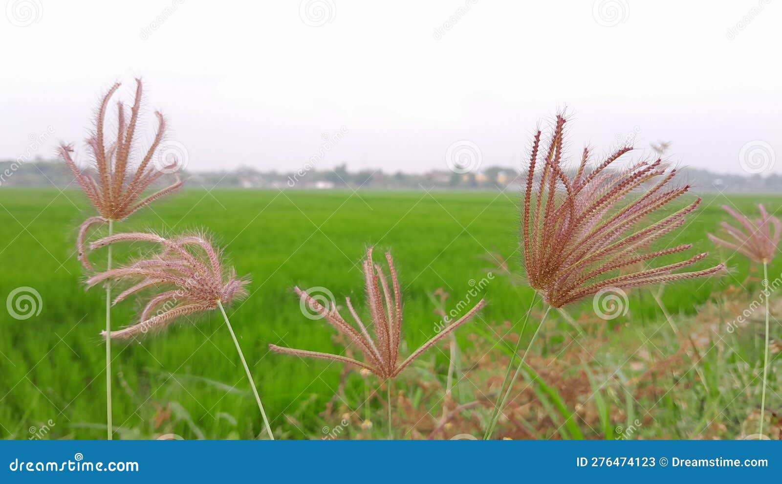 Wild Flowers Blowing in the Wind on the Edge of a Rice Fields Stock ...