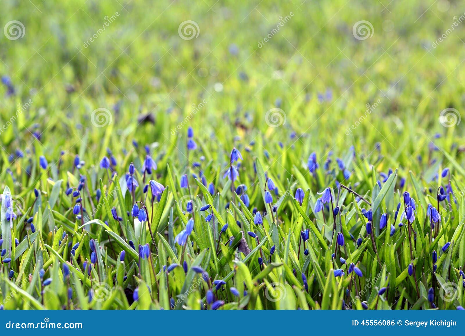 Wild Flowers Bluebells Spring Summer Stock Photo - Image of background ...