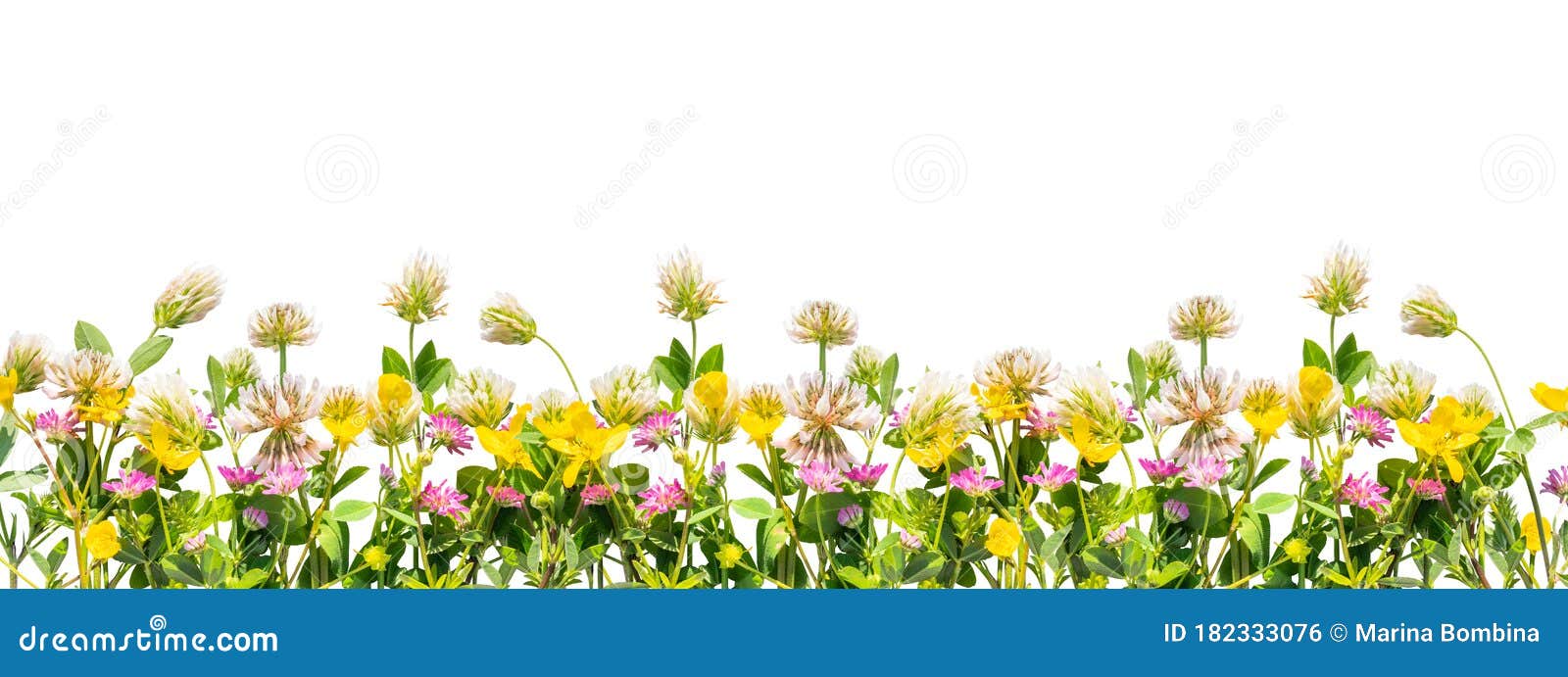 Wild Flowers Border Isolated on White Background Stock Photo - Image of ...