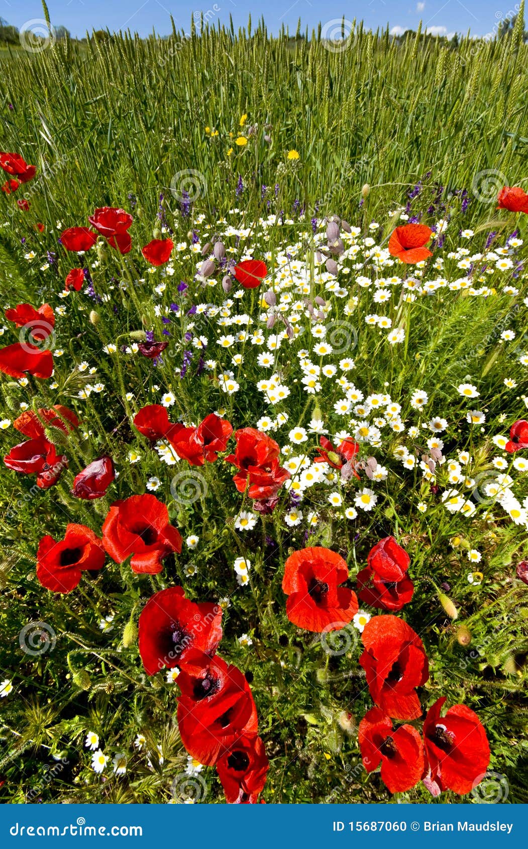 Wild Flowers on Border of Wheatfield. Stock Photo - Image of herbicide ...