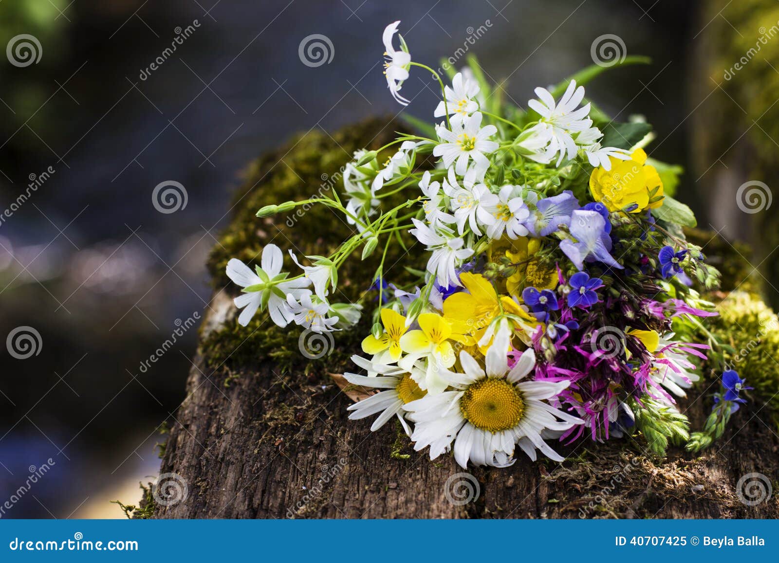 Wild flowers stock image. Image of marguerite, spring - 40707425