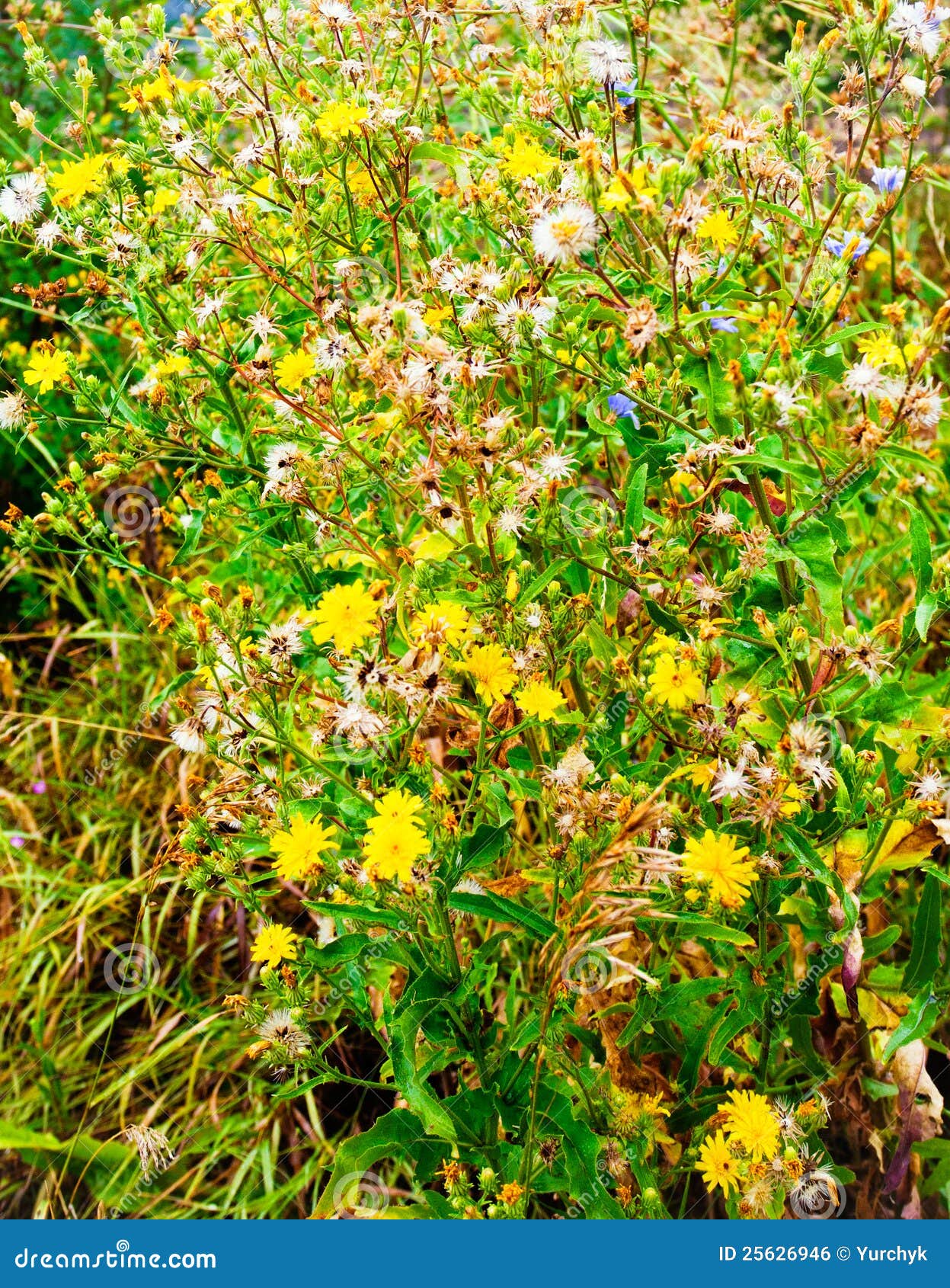 Wild Flowers Closeup Texture Stock Photo - Image of field, closeup ...
