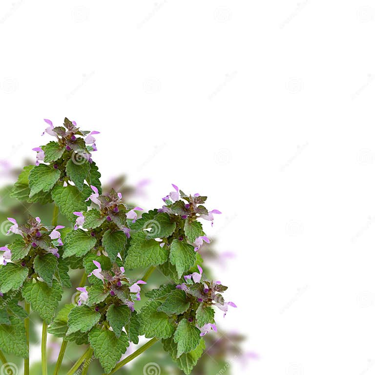 Wild flowers in a corner stock image. Image of copy, celebrations ...