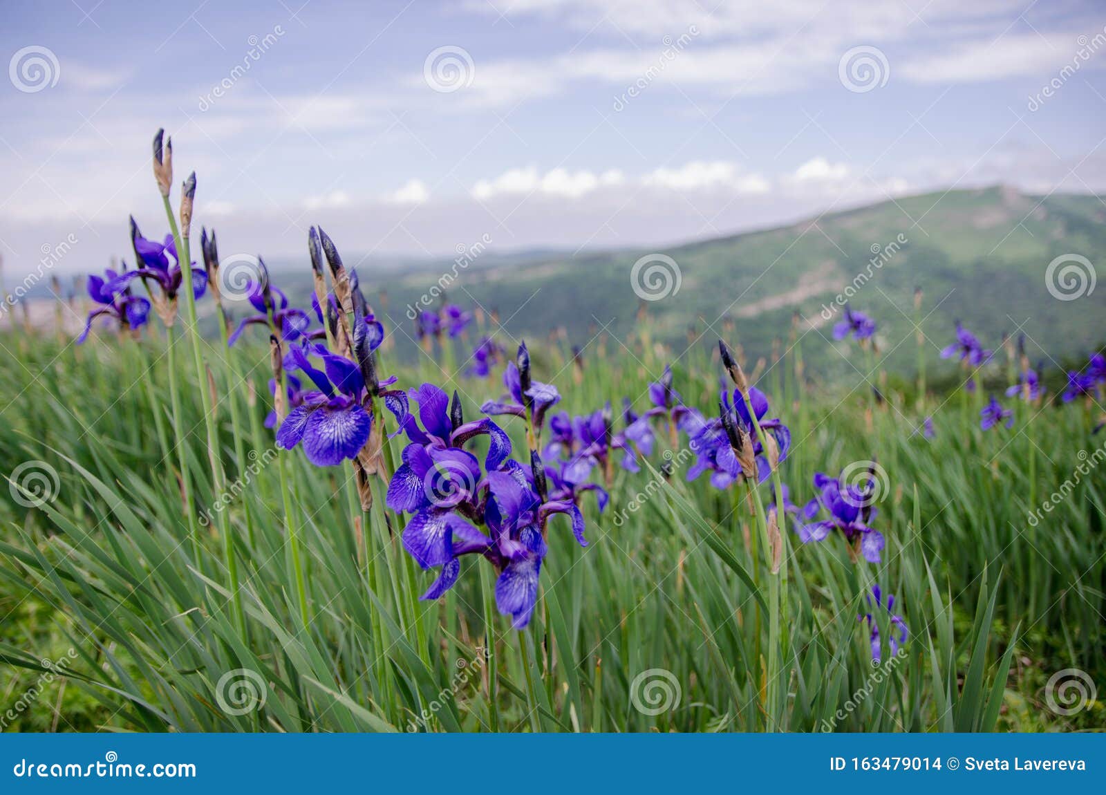 Wild Flowers De Luce in Mountains. Stock Photo - Image of green, mountains: 163479014