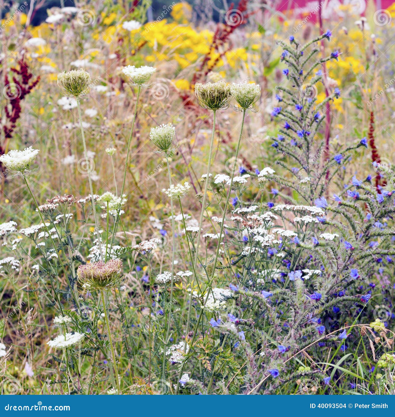 Uk Countryside Wild Flowers Stock Photo - Image of flower, beauty: 40093504