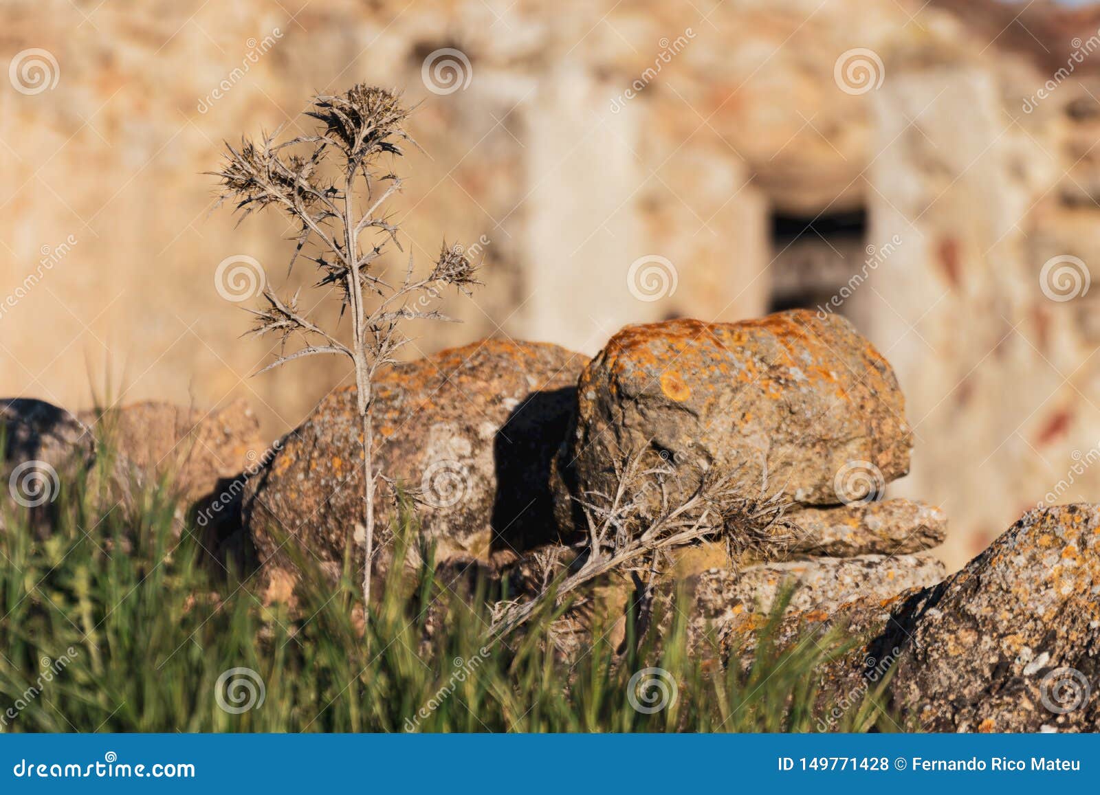 Rust Stone Texture With Fosil, Rock Texture And Background Royalty-Free ...