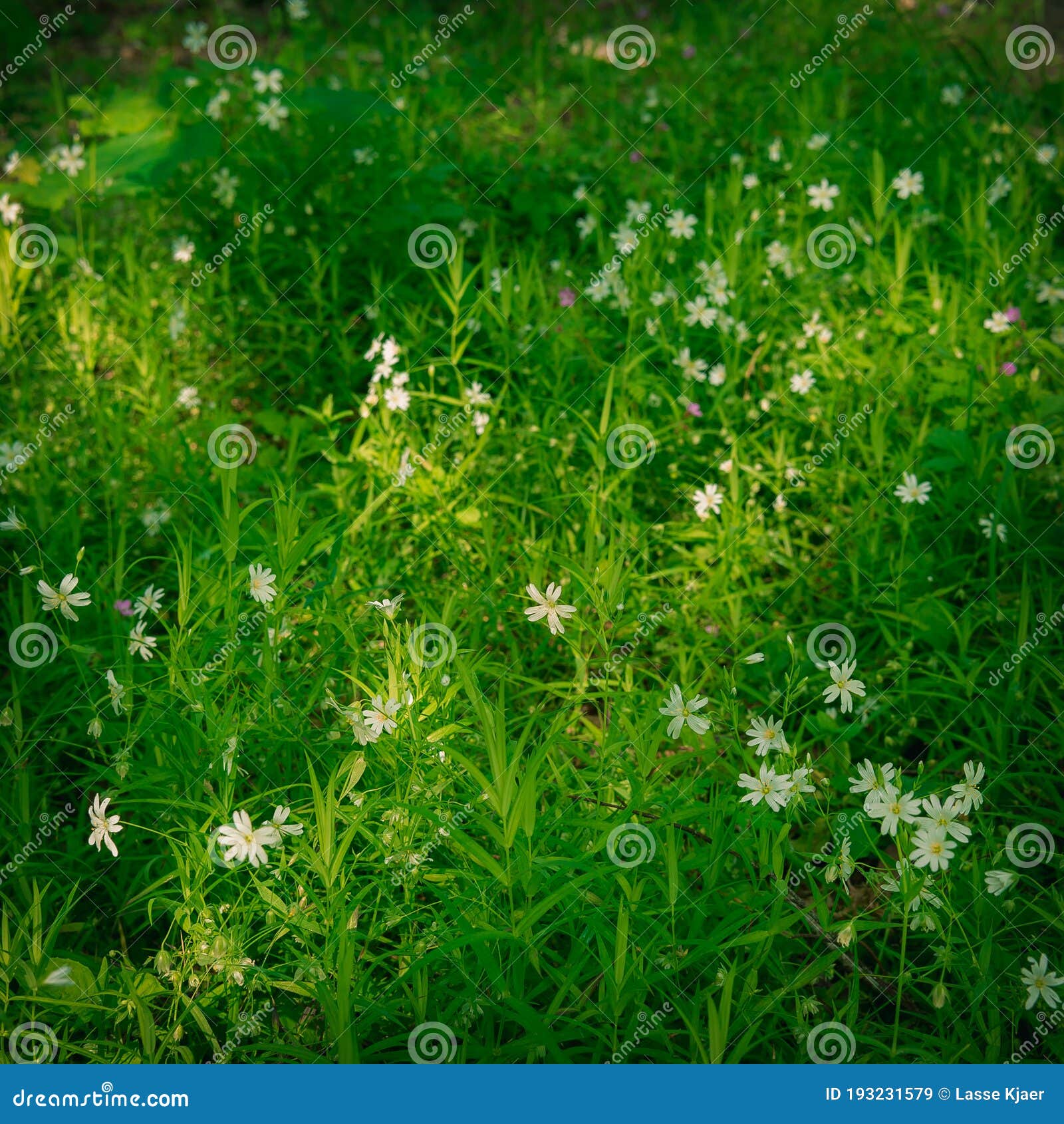 Wild flowers in the forest stock image. Image of presentation - 193231579