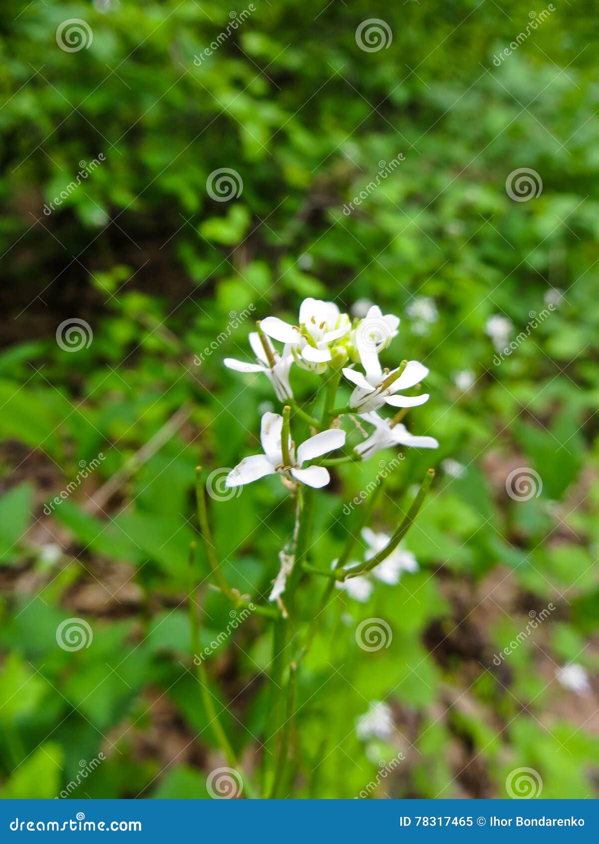Wild flowers in a forest stock image. Image of beautiful - 78317465